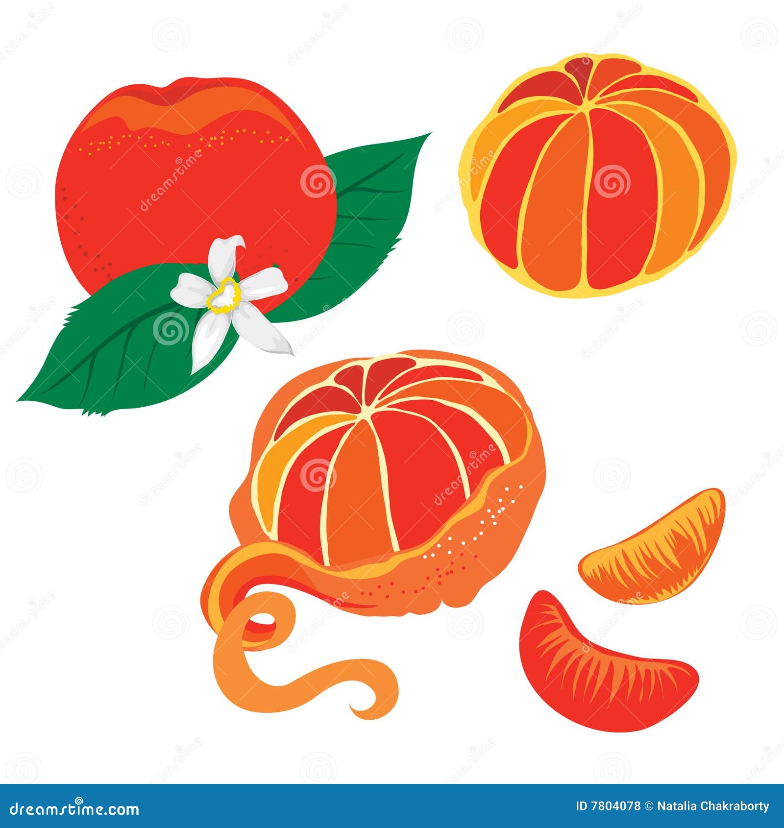 Mandarin stock vector. Illustration of fruit, delicious - 7804078