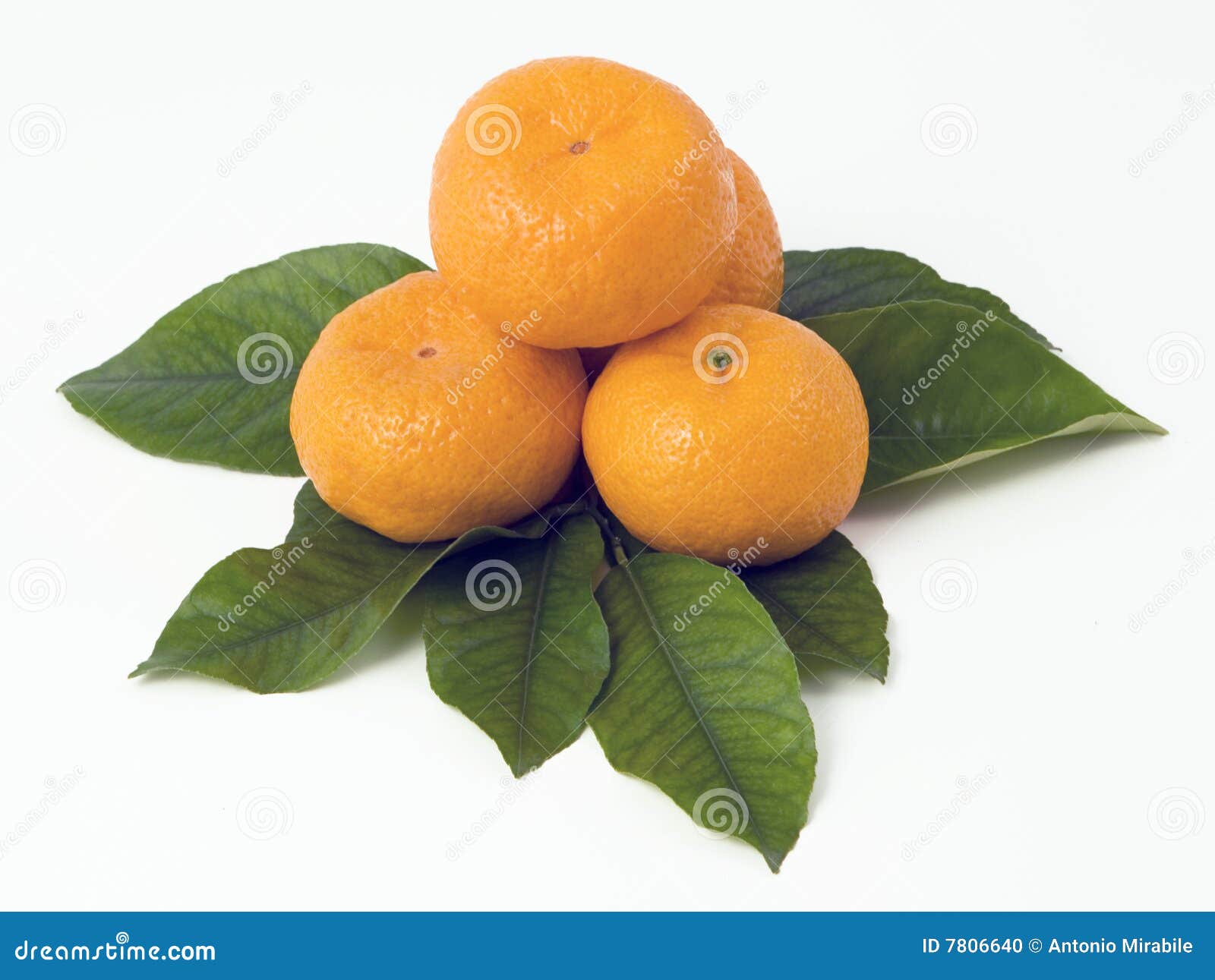 Mandarin stock photo. Image of nature, bright, mandarin - 7806640