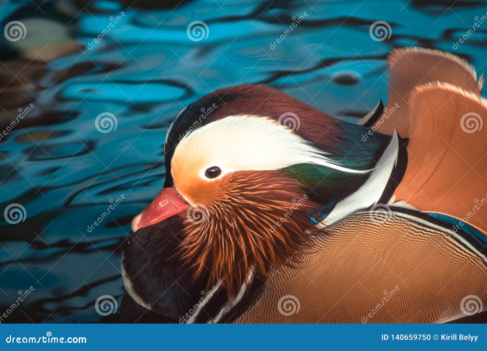 Mandarin bird in the park stock photo. Image of cute - 140659750