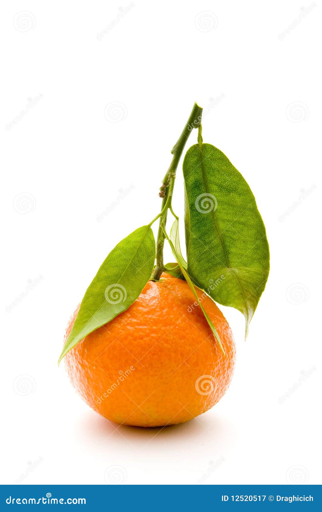 Mandarin with branch stock image. Image of mandarin, green - 12520517