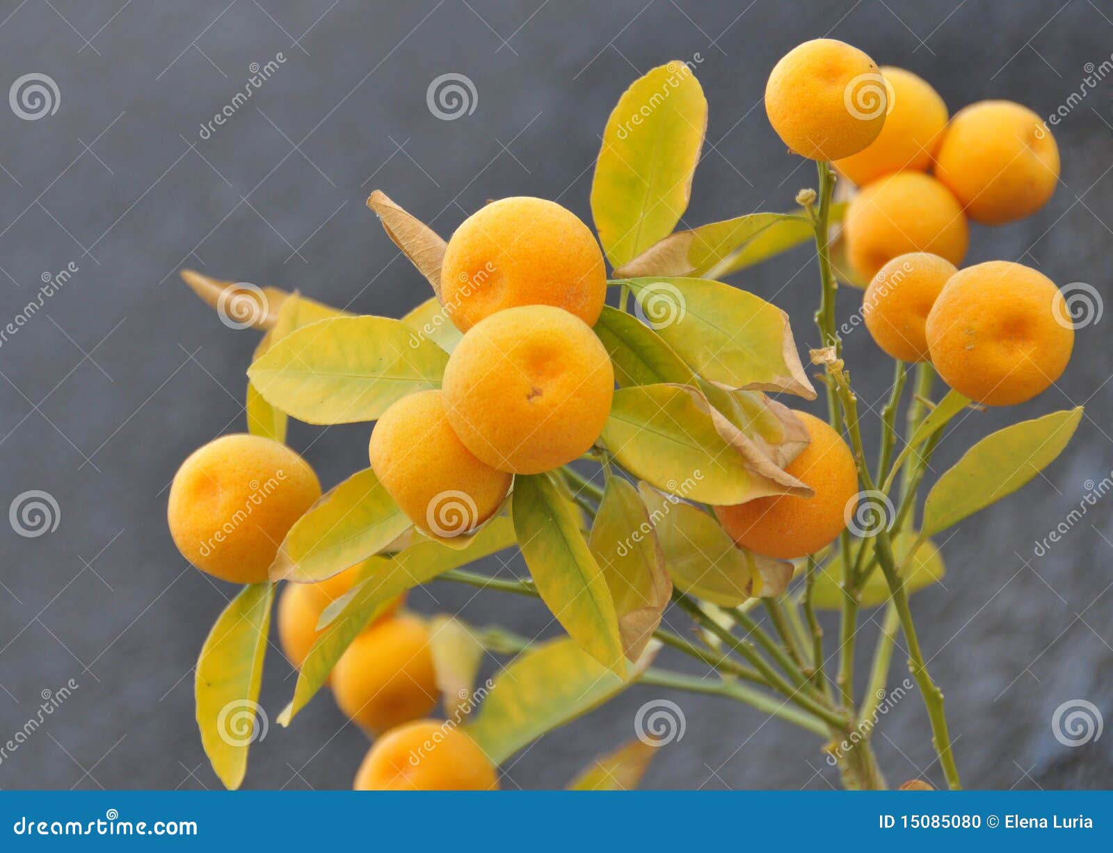 Mandarin branch stock photo. Image of stem, mandarin - 15085080
