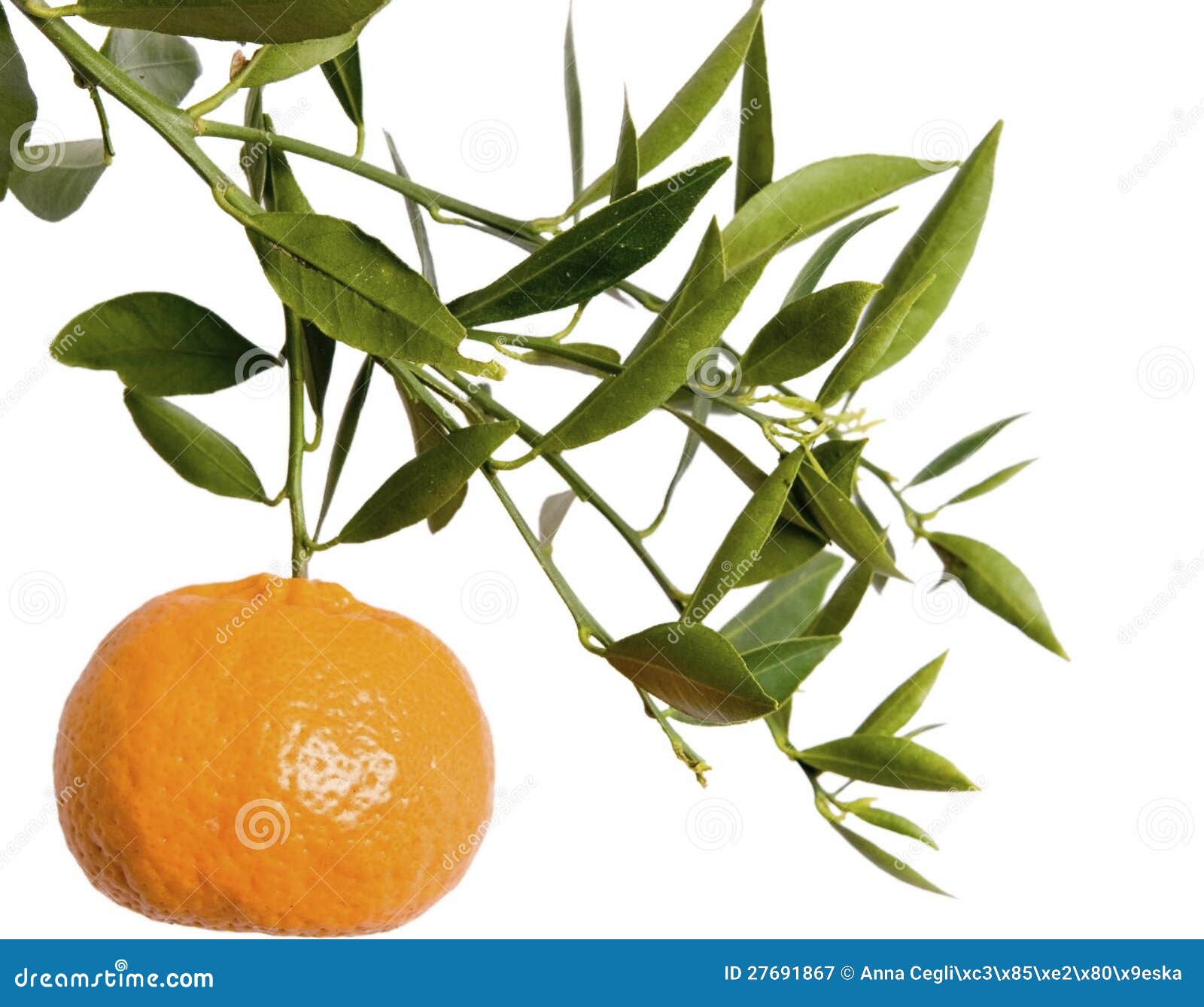 Mandarin branch stock image. Image of growth, leaf, plant - 27691867