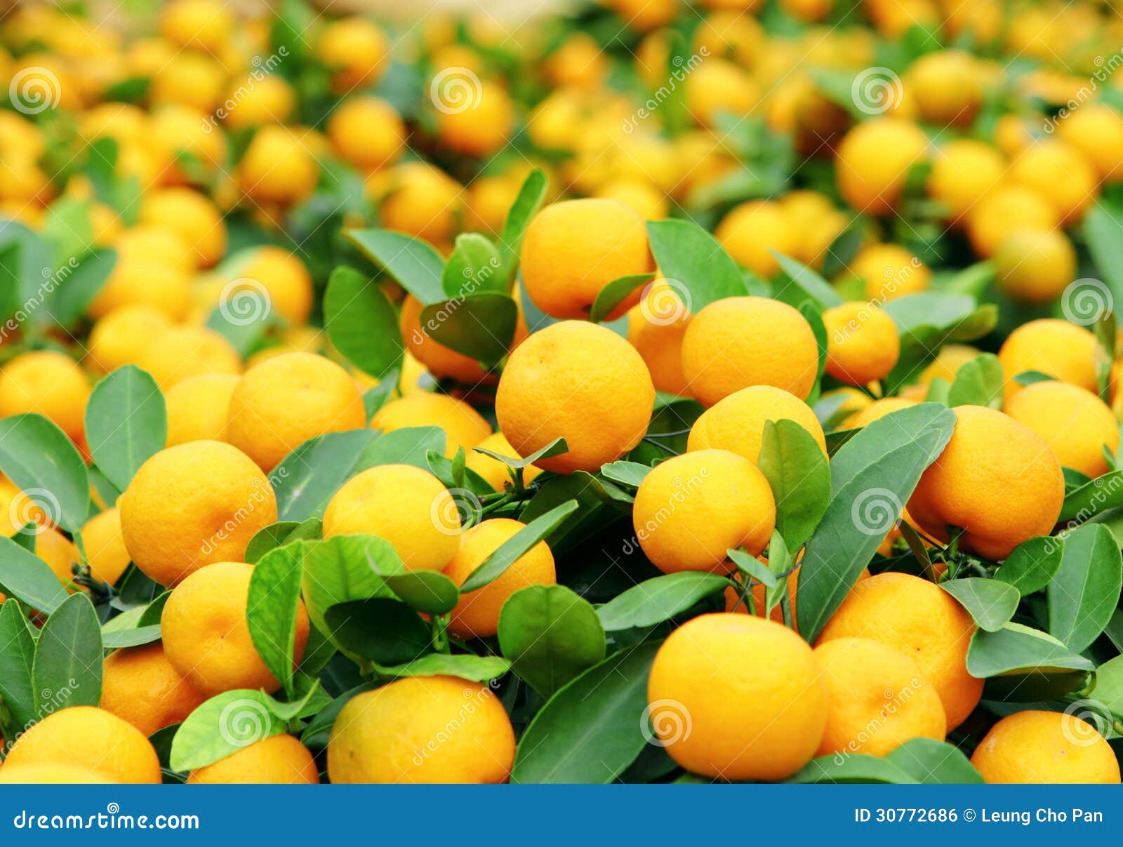 Mandarin stock photo. Image of agriculture, leaf, crop - 30772686