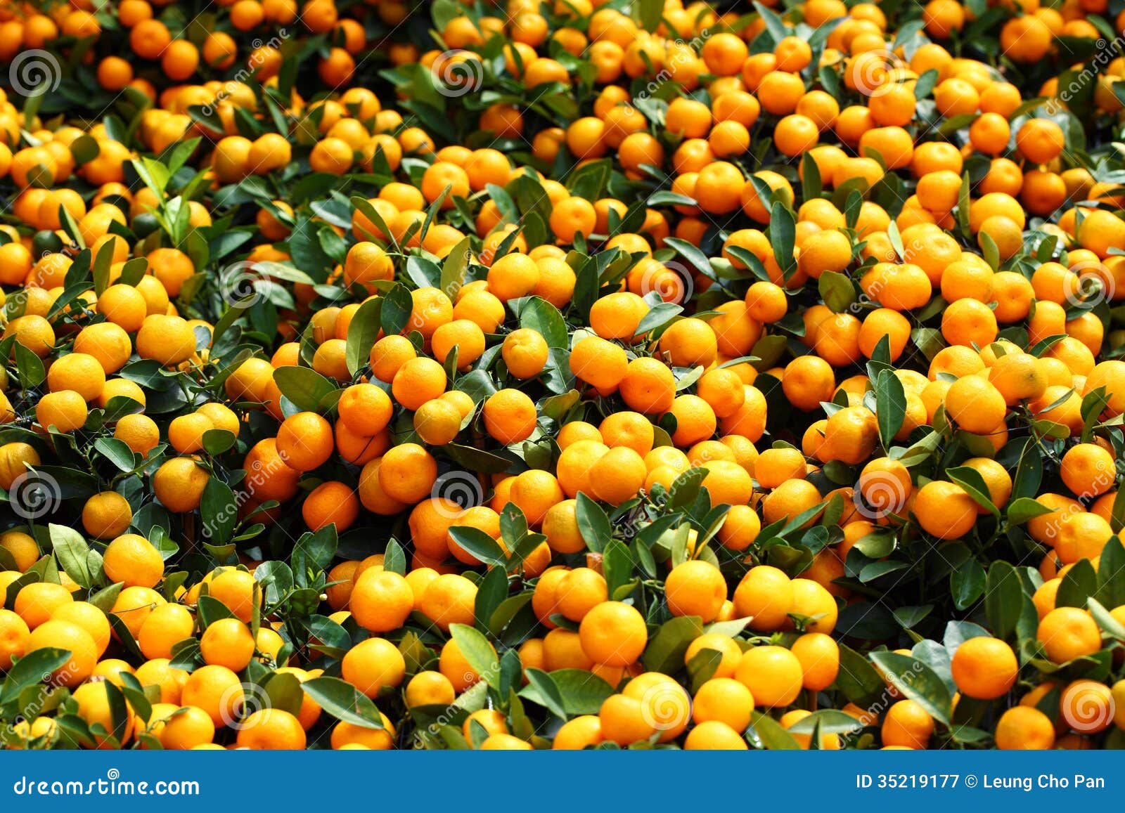 Mandarin stock image. Image of yellow, leaf, tropical - 35219177