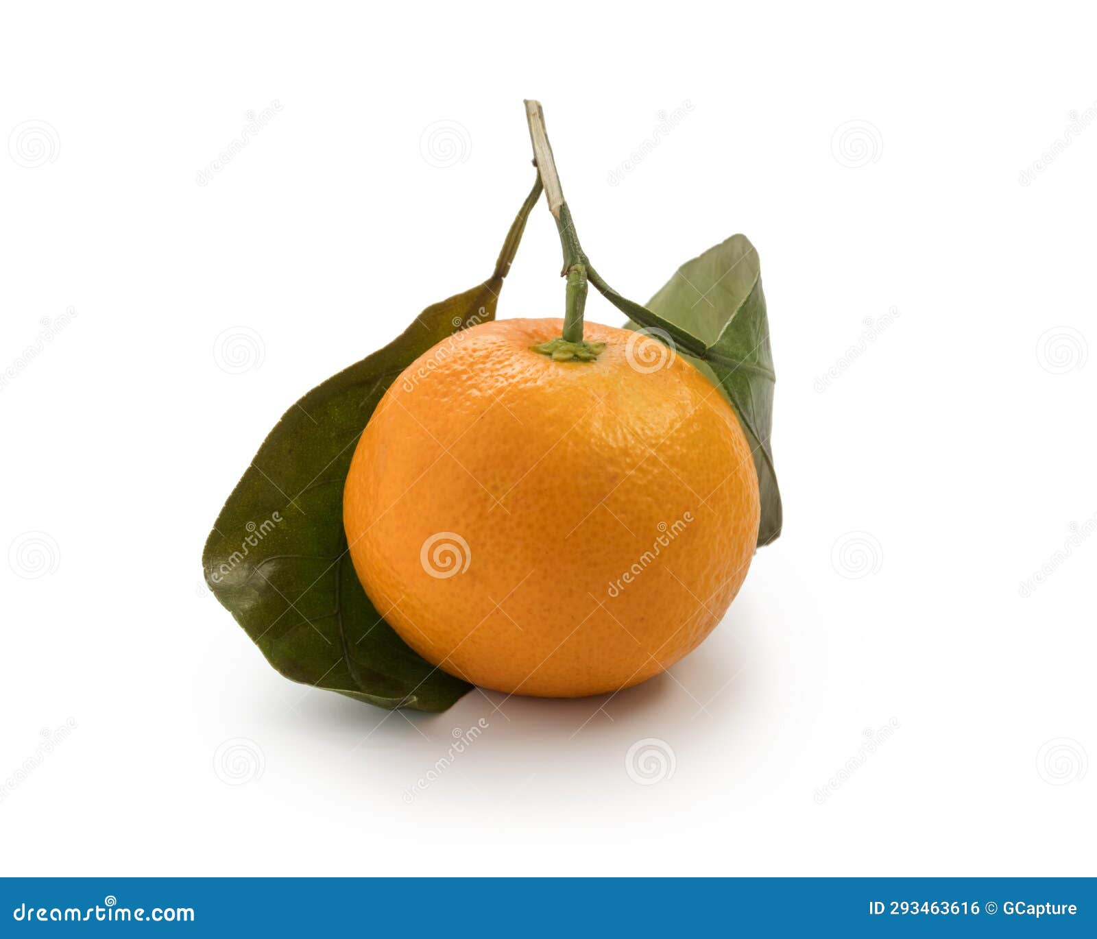 Mandarin Citrus with Leaves Isolated on White Stock Photo - Image of ...