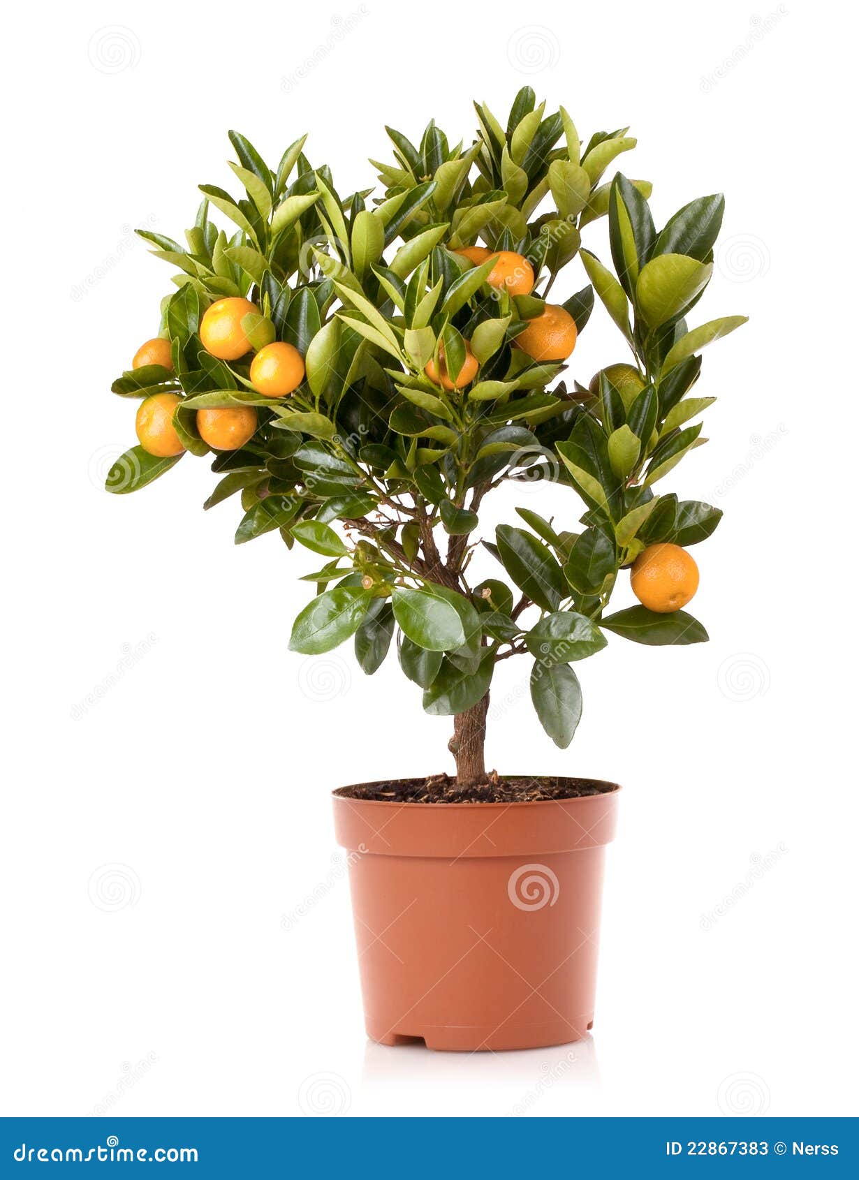 Mandarin citrus plant stock image. Image of isolated - 22867383