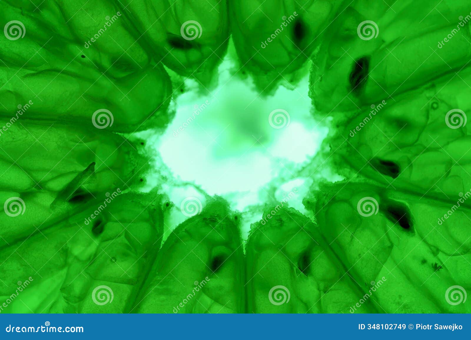 Mandarin, Cross Section, Structure, Pattern, Background, Color Stock ...