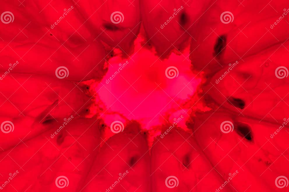 Mandarin, Cross Section, Structure, Pattern, Background, Color Stock ...