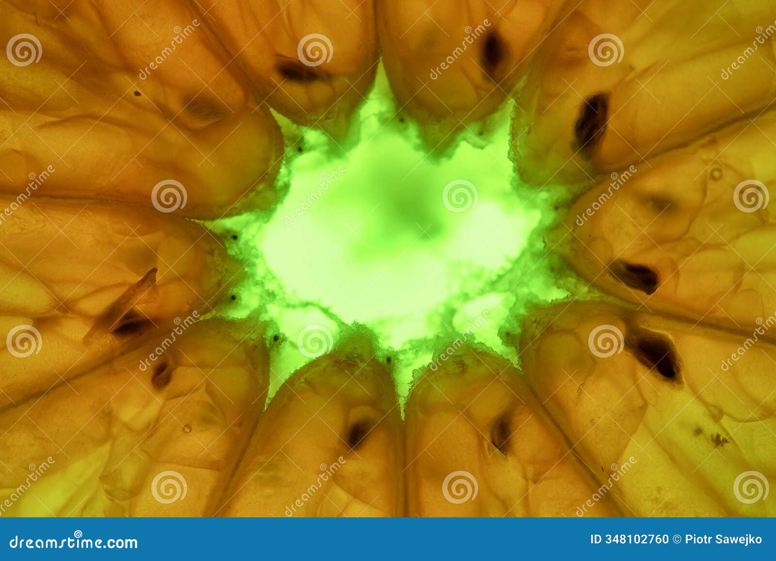 Mandarin, Cross Section, Structure, Pattern, Background, Color Stock ...