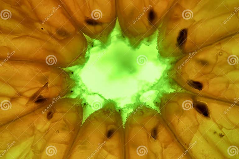 Mandarin, Cross Section, Structure, Pattern, Background, Color Stock ...