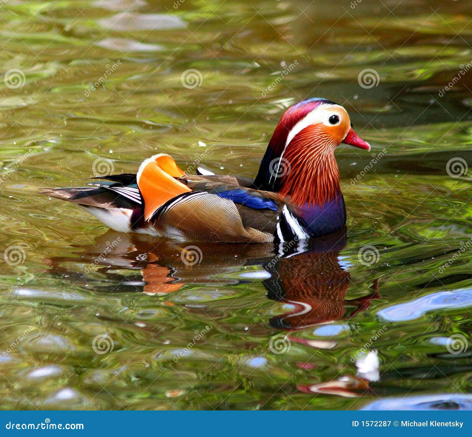 Mandarin Duck stock image. Image of lake, outdoors, colorful - 1572287