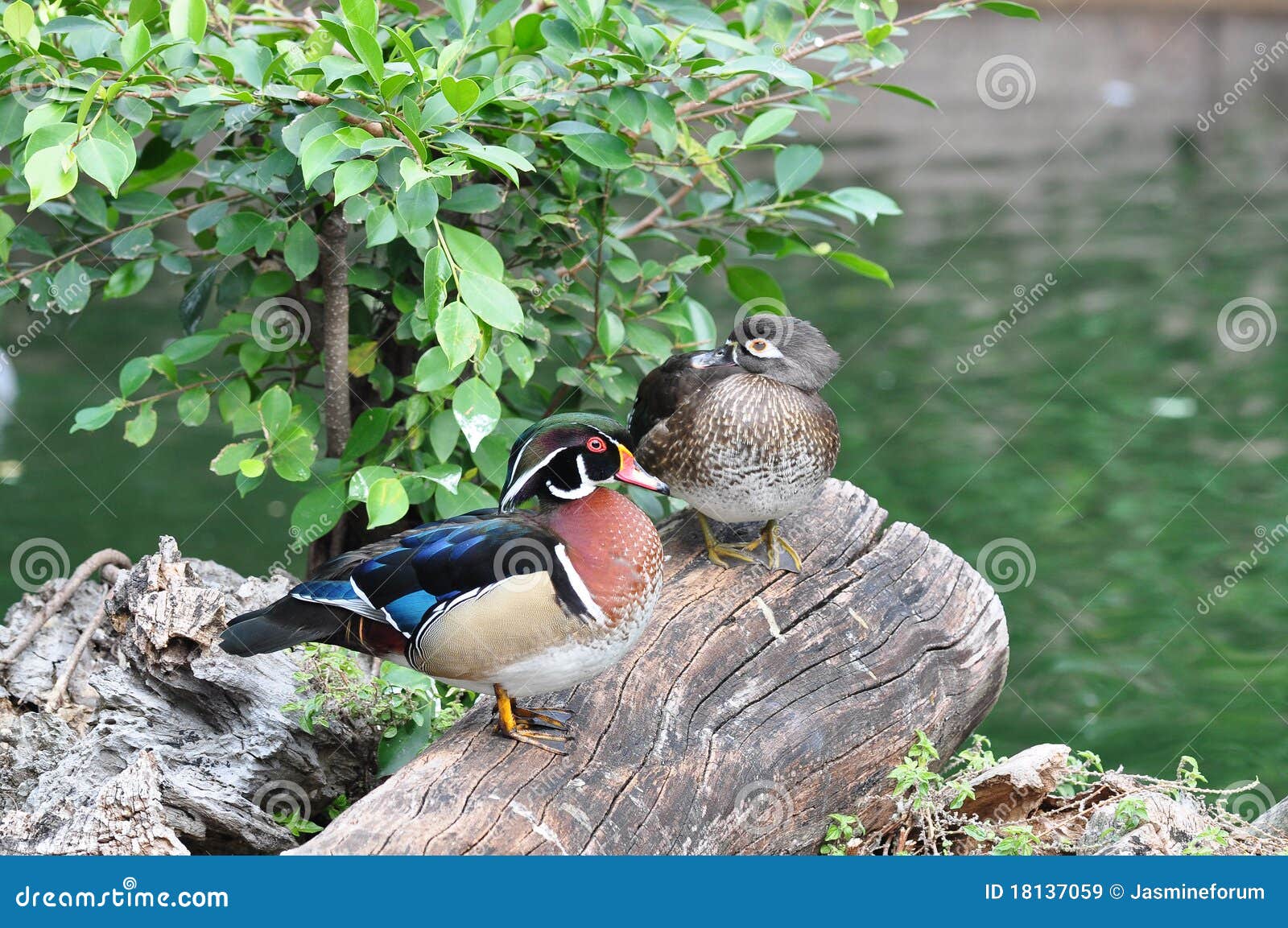 Mandarin Duck stock image. Image of animal, fauna, head - 18137059