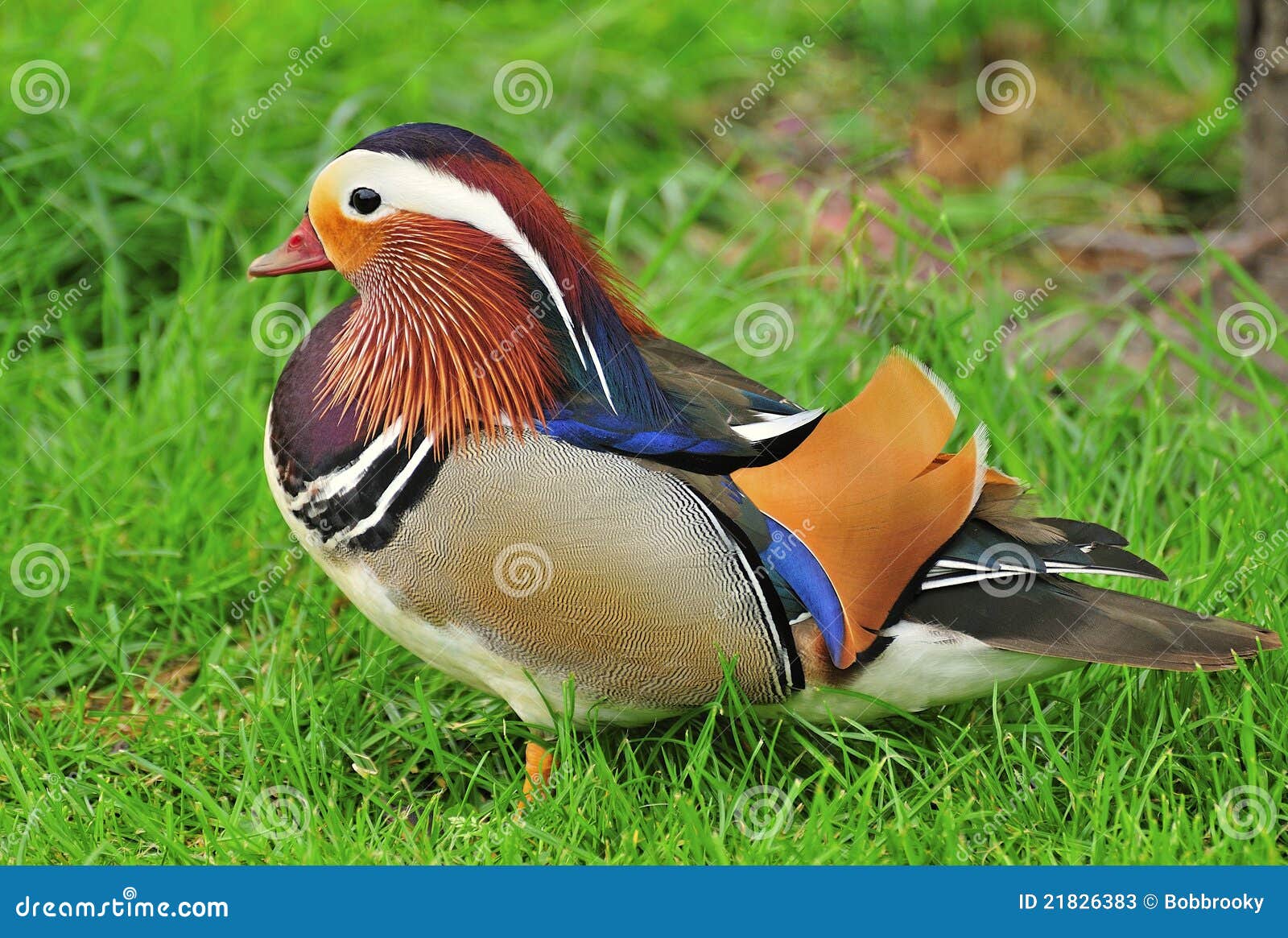 Mandarin Duck The 2nd Level To Protect Animals On Feeding Camphor Tree ...