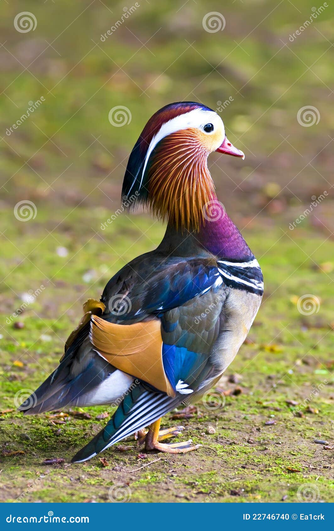 Mandarin duck stock photo. Image of courtship, bird, mandarin - 22746740