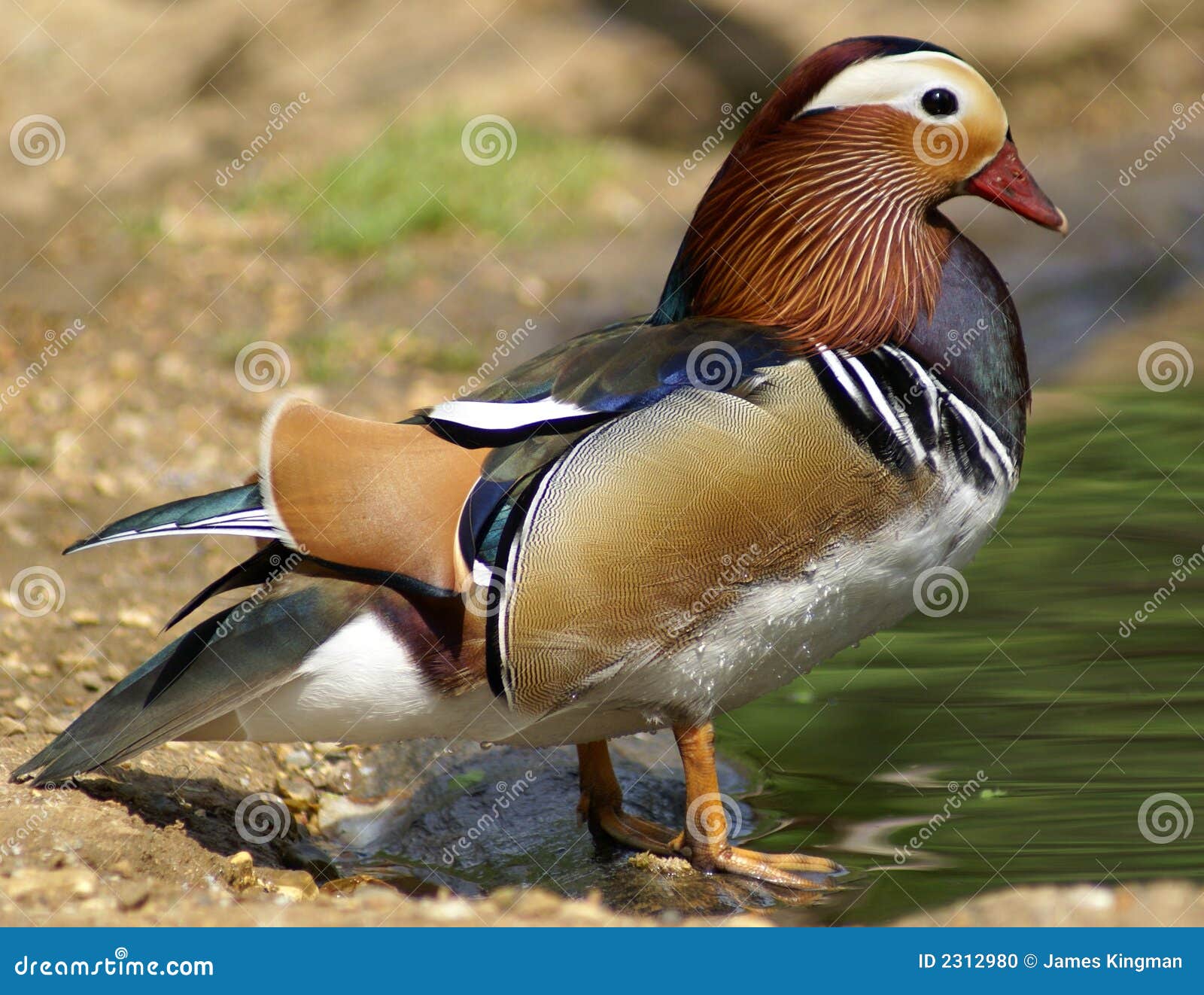 Mandarin Duck stock photo. Image of exotic, waterfowl - 2312980