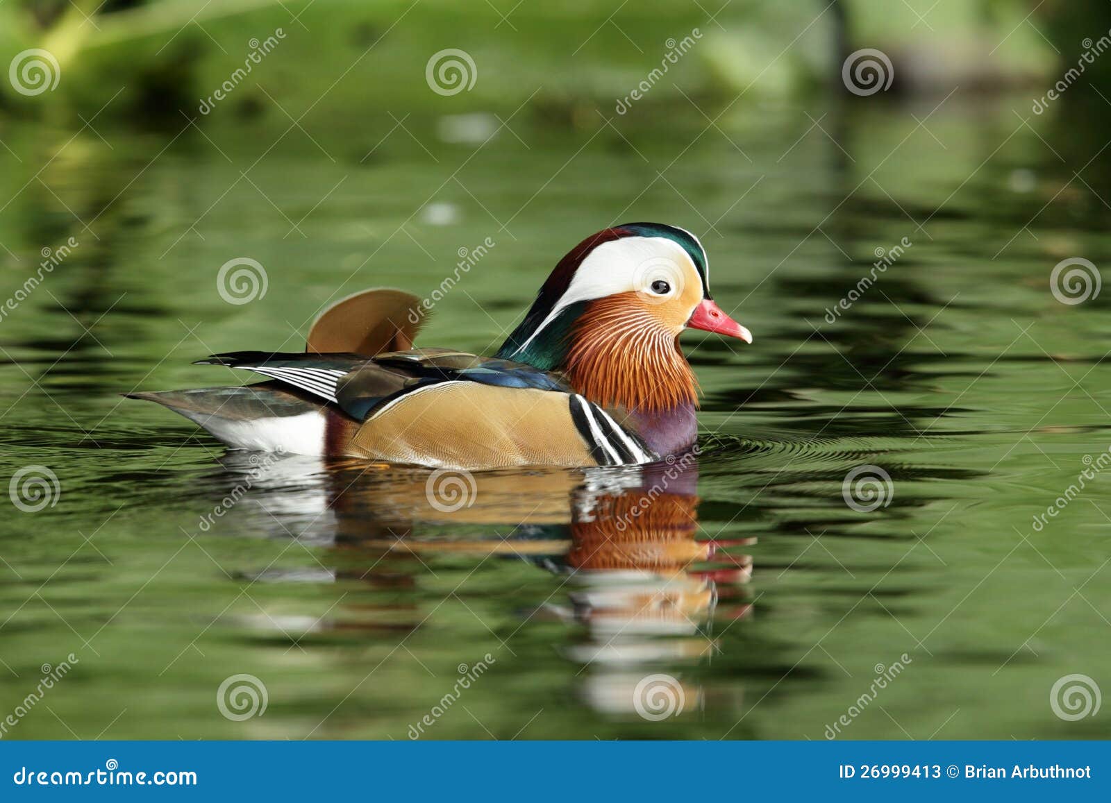 Mandarin duck. stock image. Image of frontal, colourful - 26999413