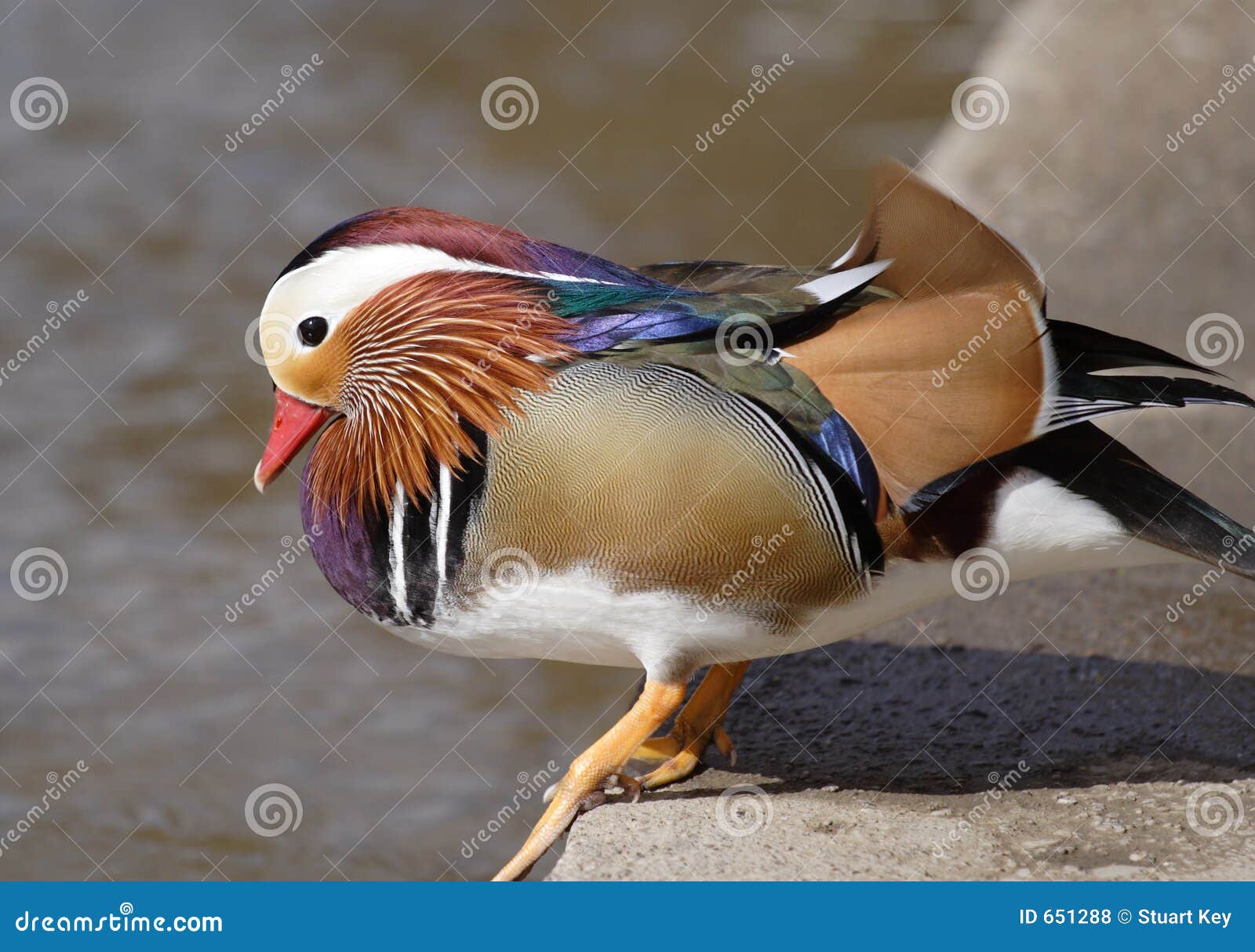Mandarin Duck stock photo. Image of marine, feathered, mate - 651288