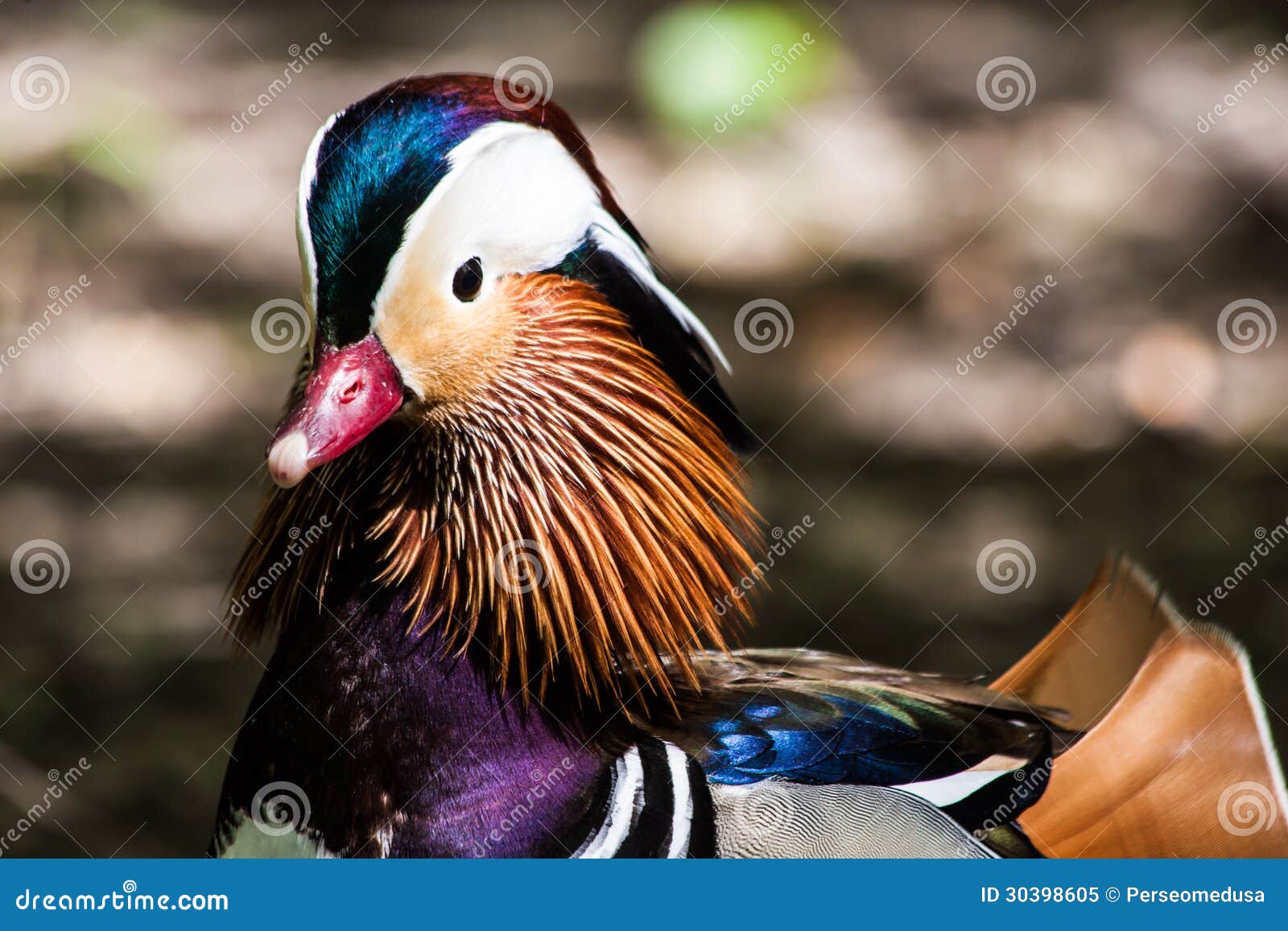 Mandarin Duck stock image. Image of male, bird, closeup - 30398605