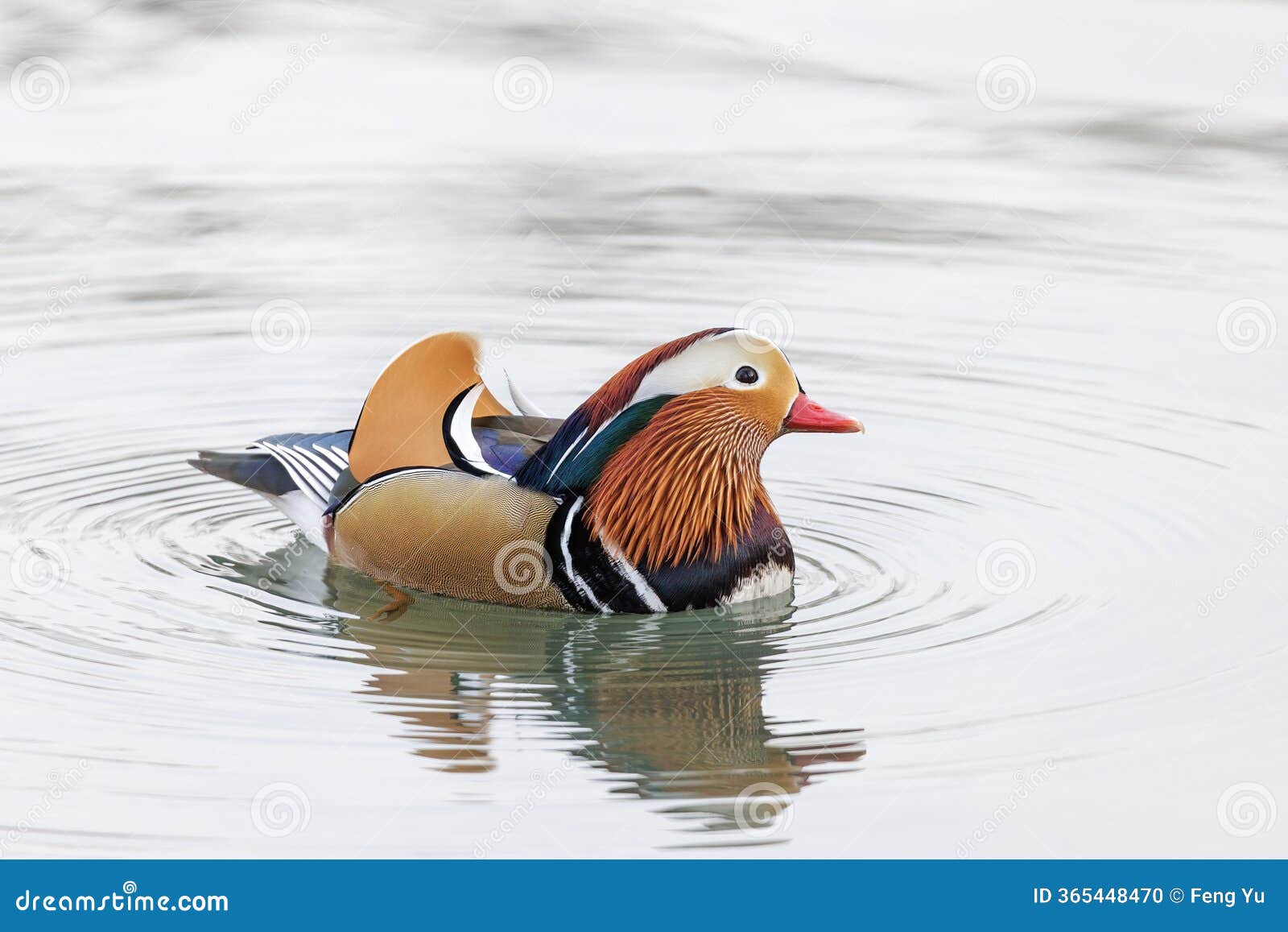 Mandarin Duck Scient. Name Aix Galericulata Linnaeus, 1758 Bird, AI ...