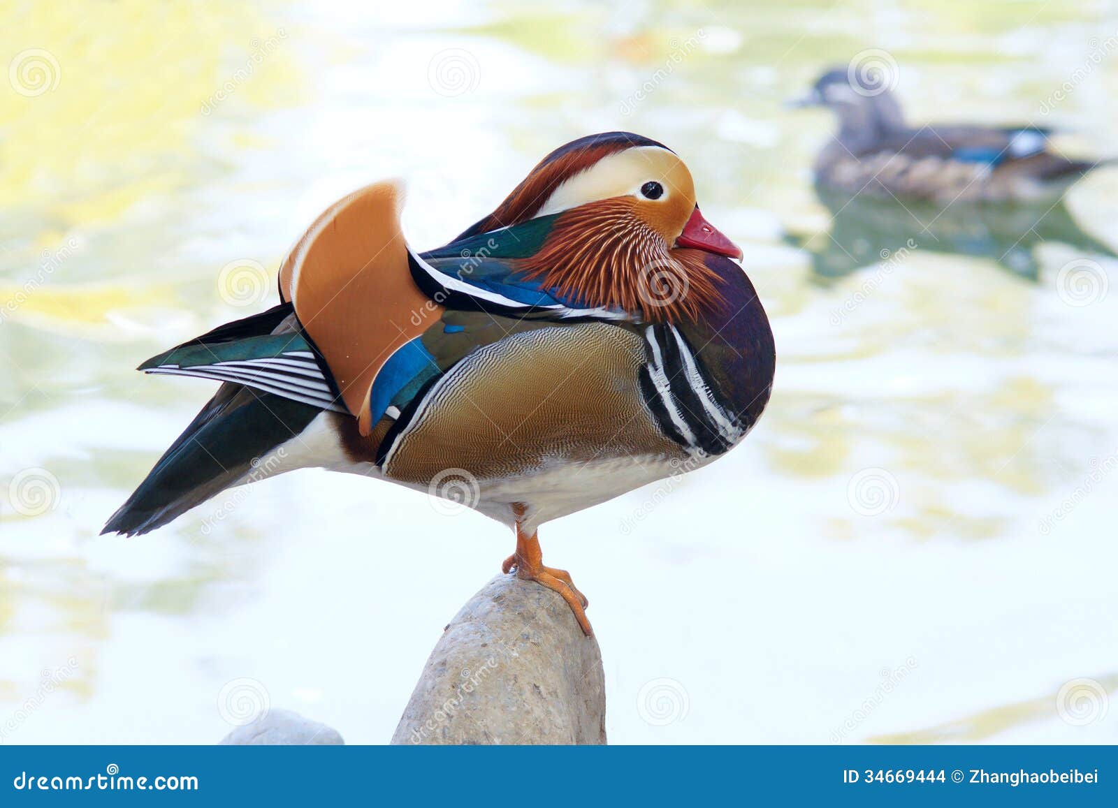 Mandarin duck stock photo. Image of affectionate, life - 34669444