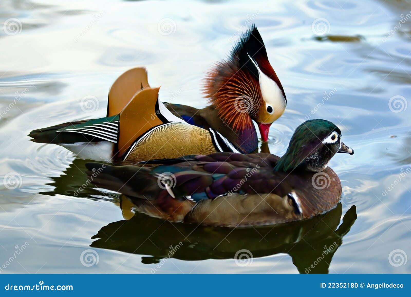 Mandarin duck couple stock photo. Image of chinese, bird - 22352180