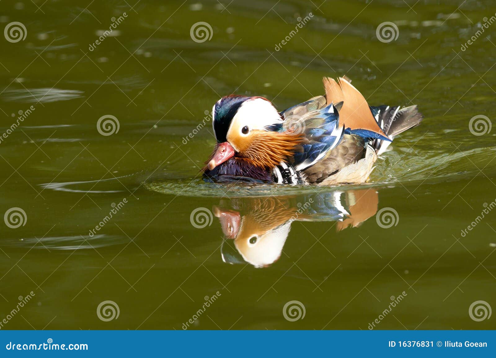 Mandarin Duck Drake stock image. Image of park, delicate - 16376831