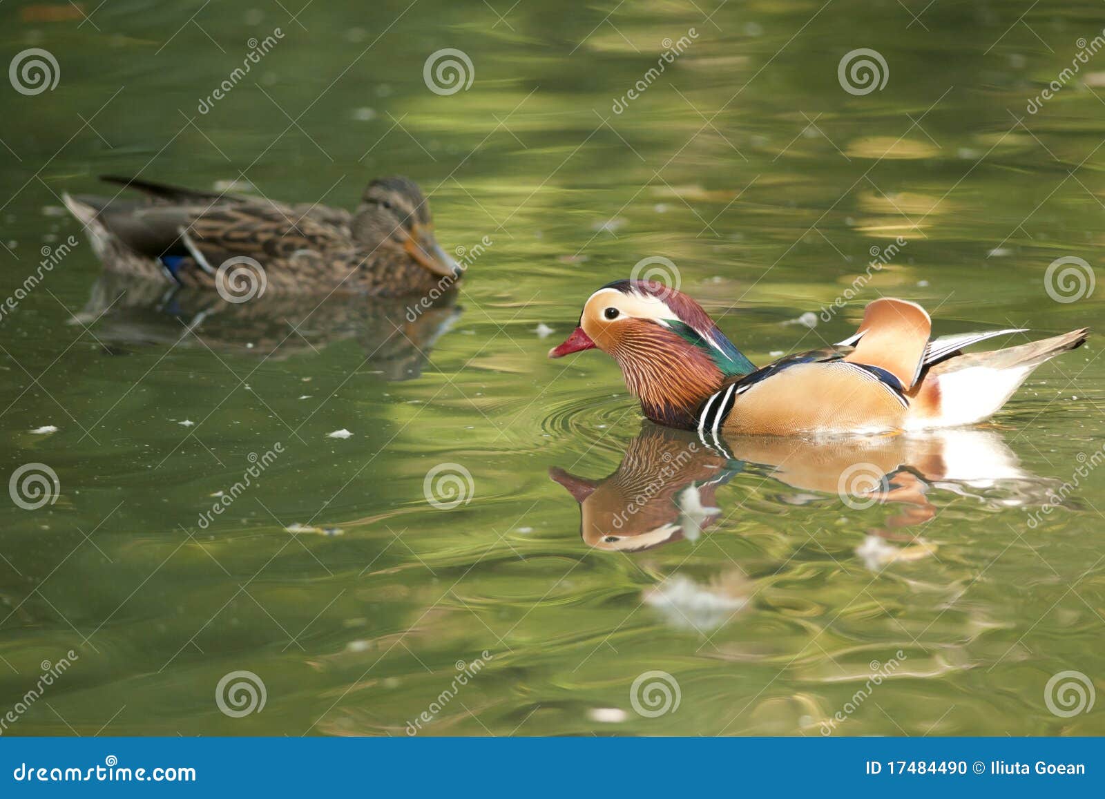 Mandarin Duck Drake stock photo. Image of water, galericulata - 17484490