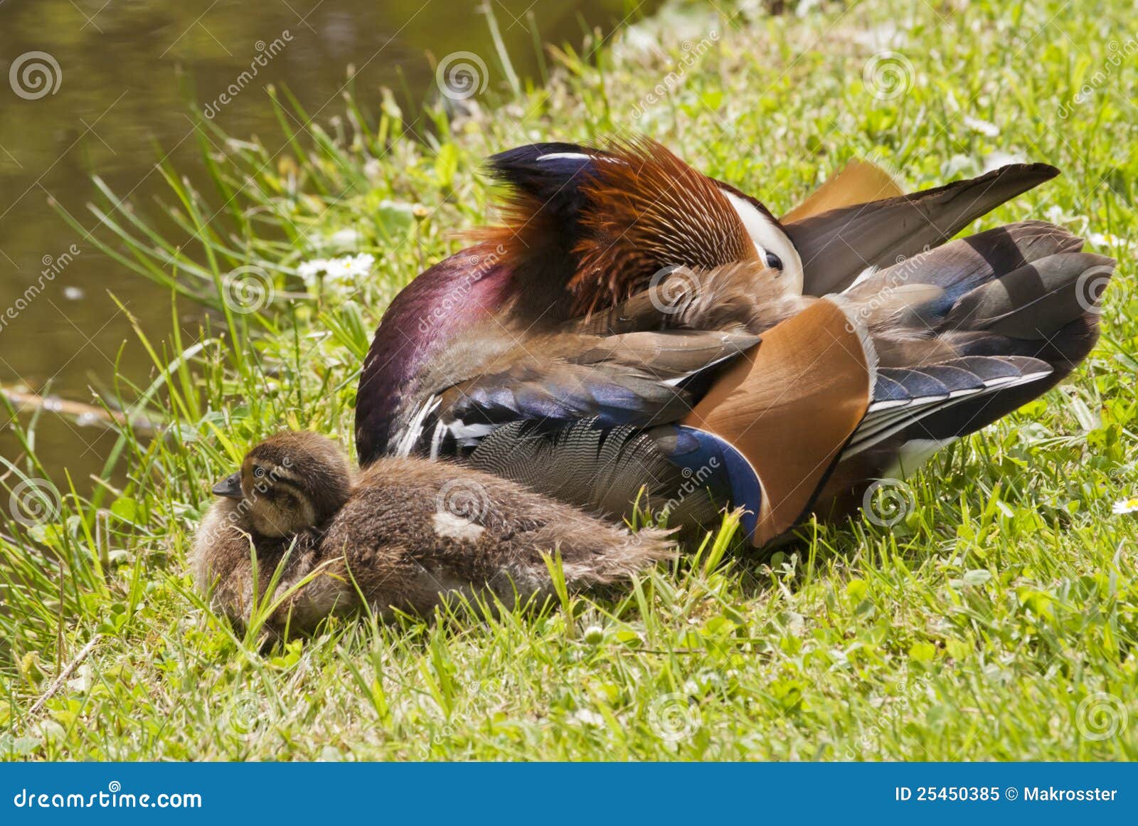 Mandarin Duck Drake stock image. Image of dublin, mandarin - 25450385