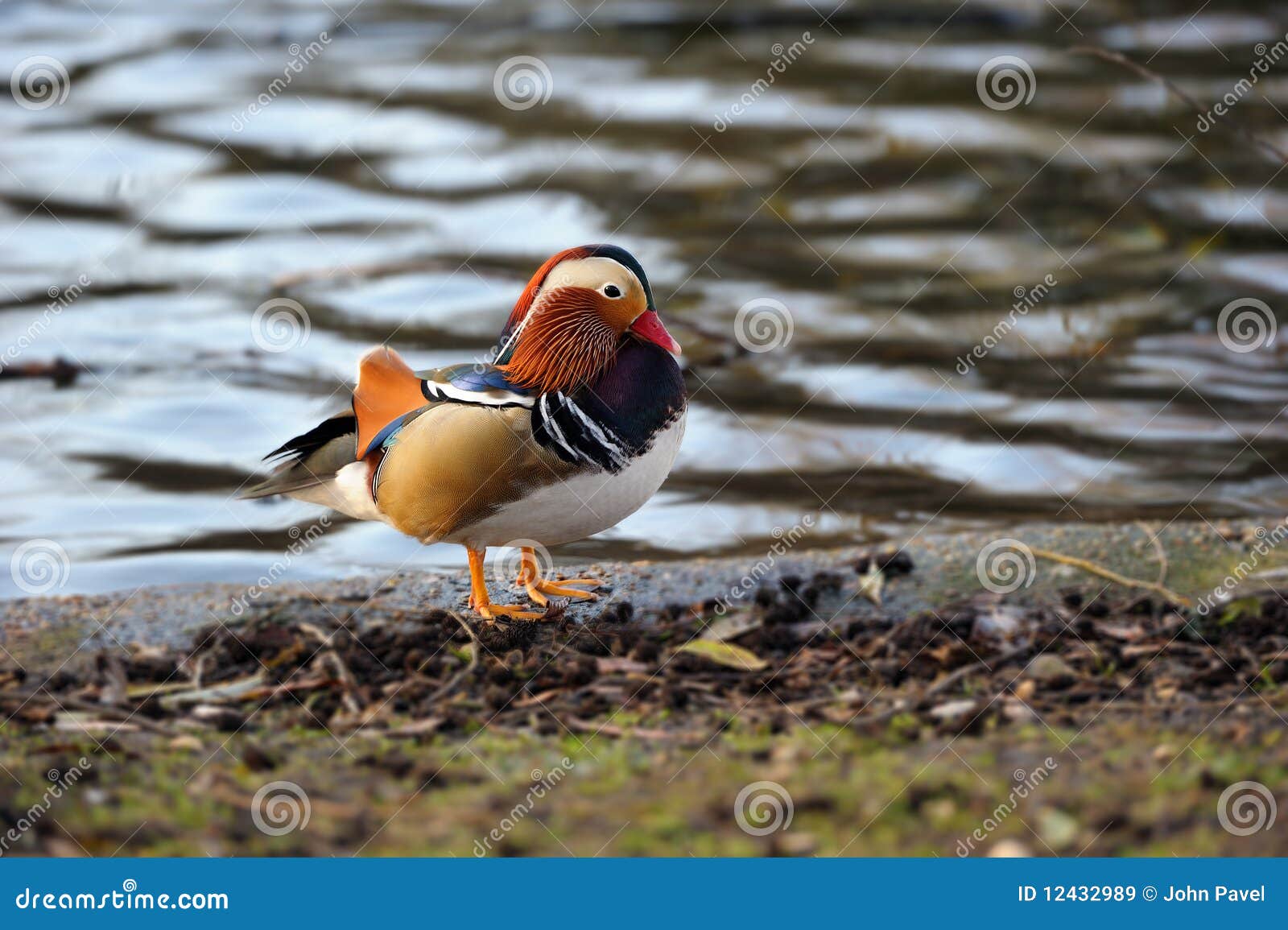 Mandarin Duck Drake by the Side of a Pond Stock Image - Image of male ...