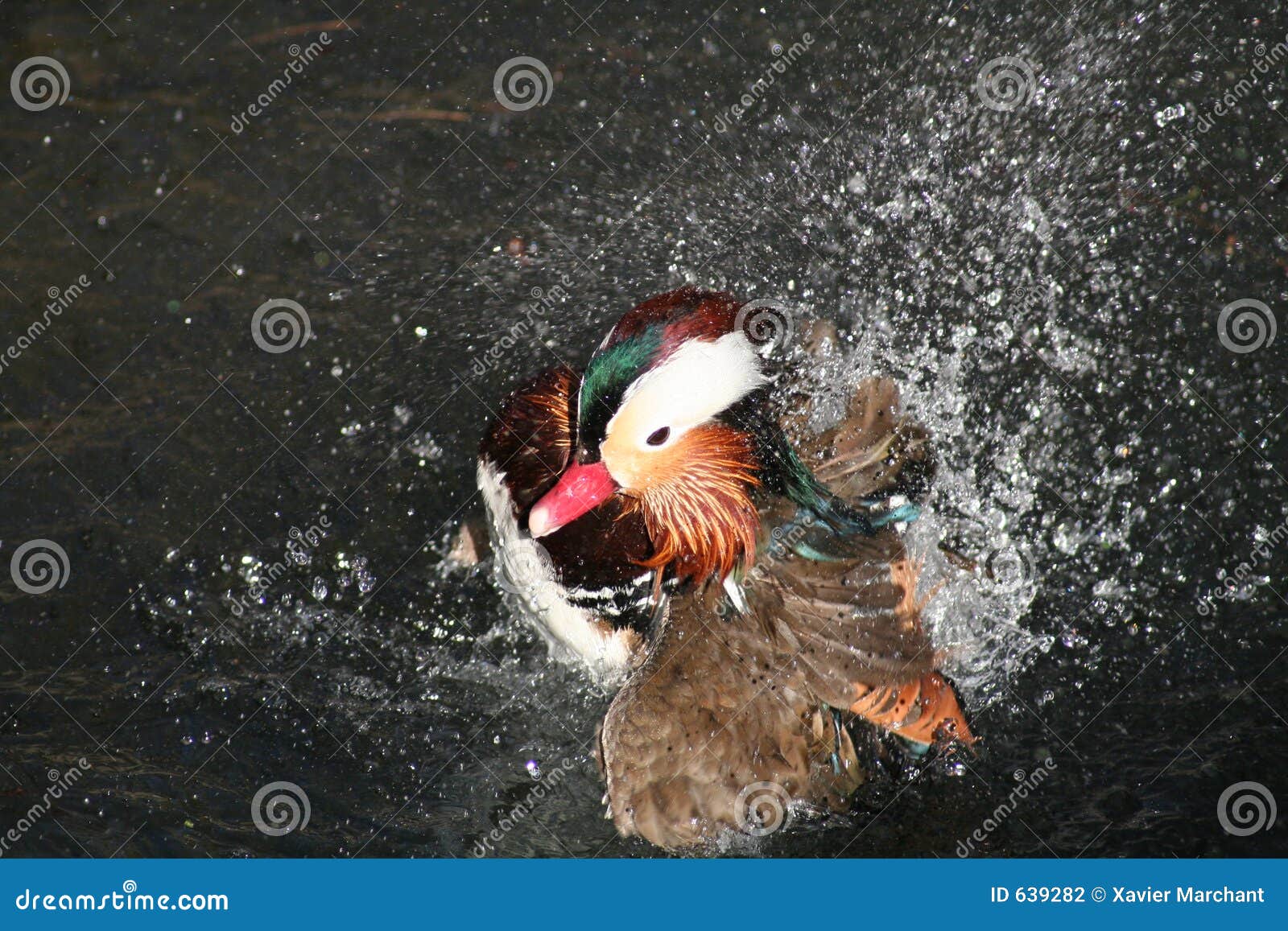 Mandarin Duck Drying Its Feathers Picture. Image: 639282