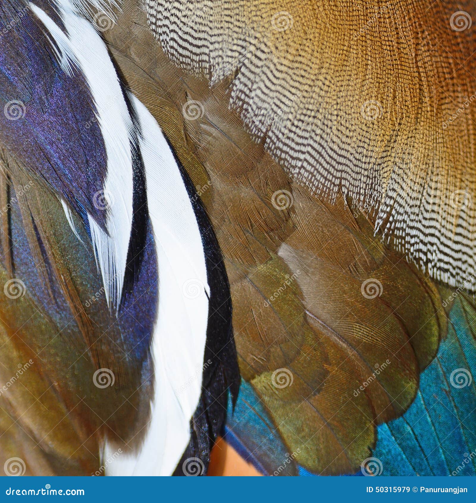 Mandarin duck feathers stock image. Image of wildlife - 50315979