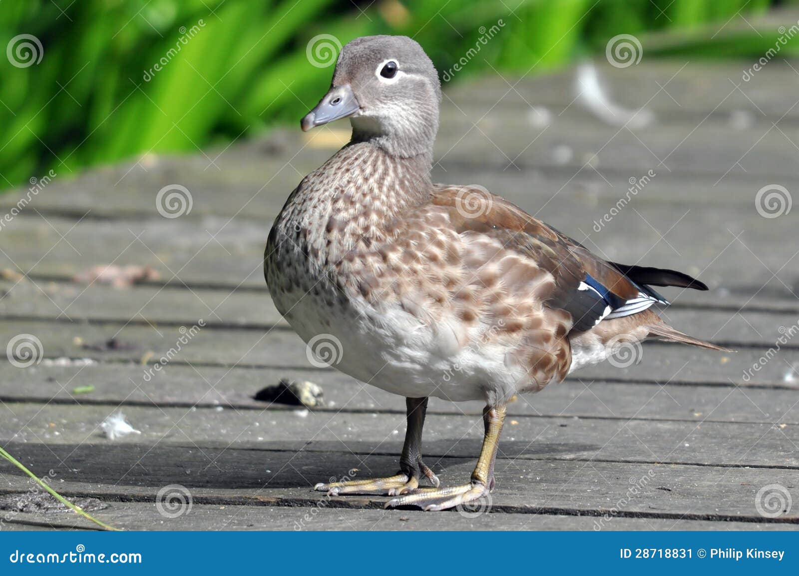 Mandarin Duck Female stock image. Image of flora, mandarin - 28718831