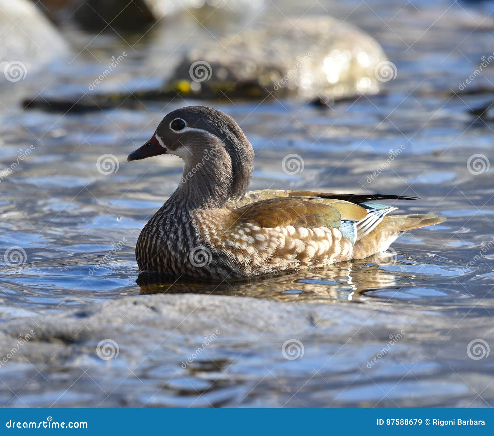 Duck Female Standing Ashore On The River Background Stock Photography ...