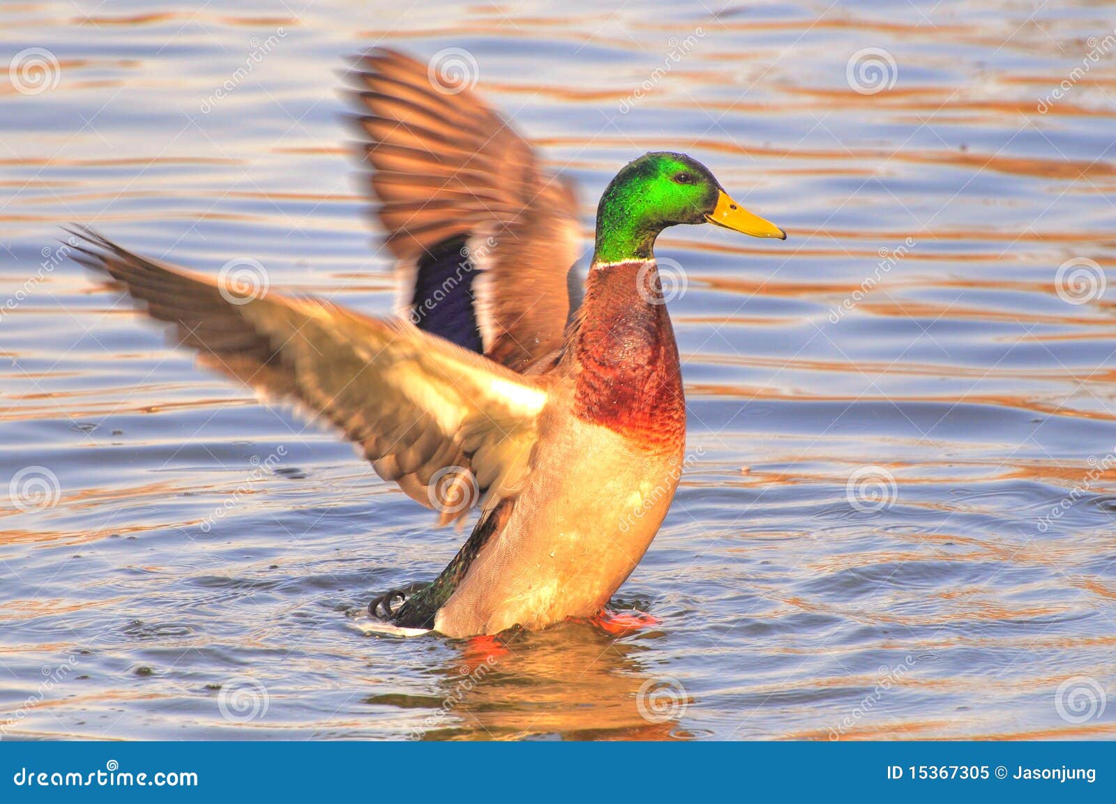 Mandarin Duck Flapping on the Water Stock Image - Image of species ...
