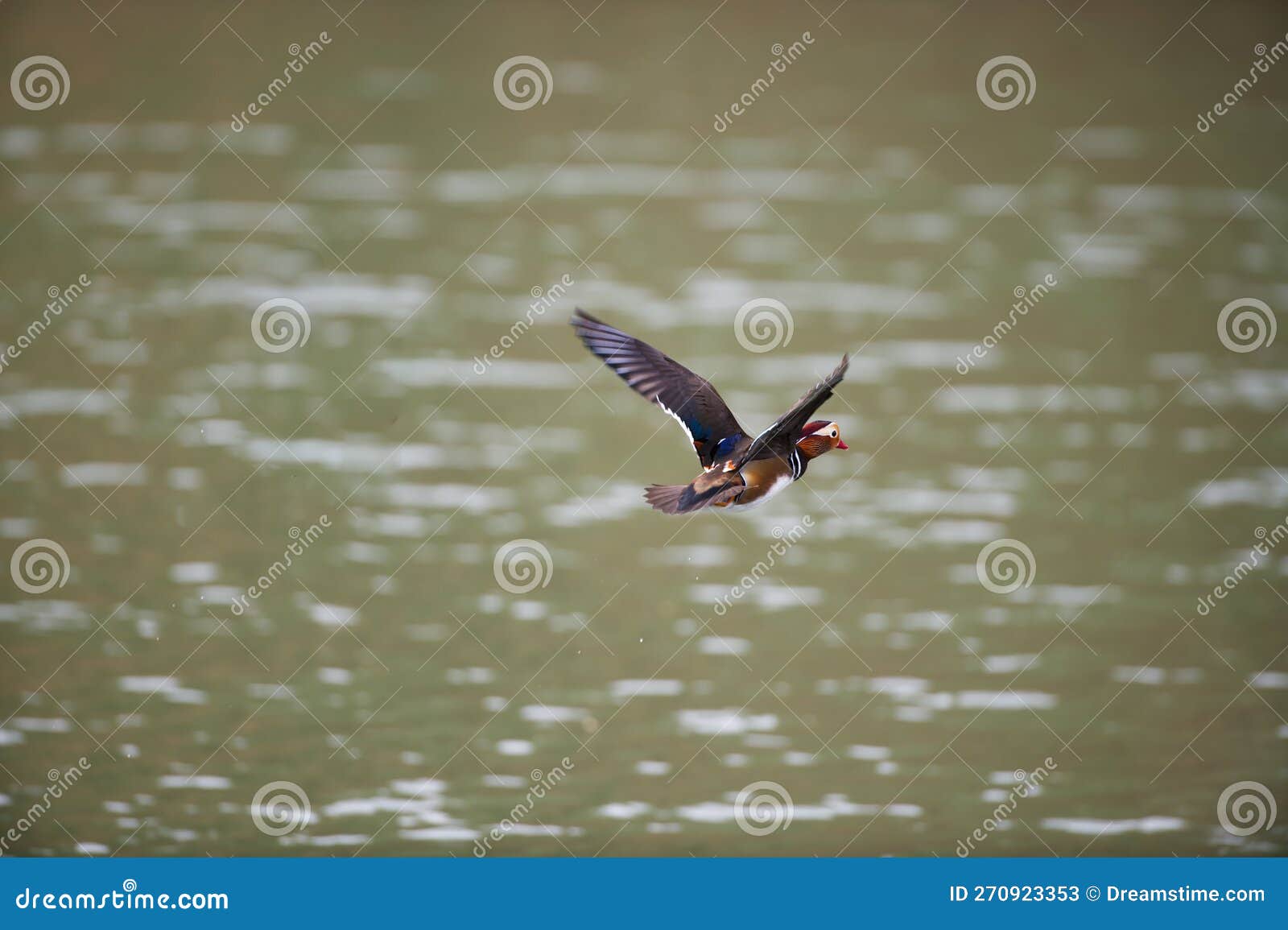 Mandarin Duck Flying Over a Lake Stock Image - Image of bird, water ...