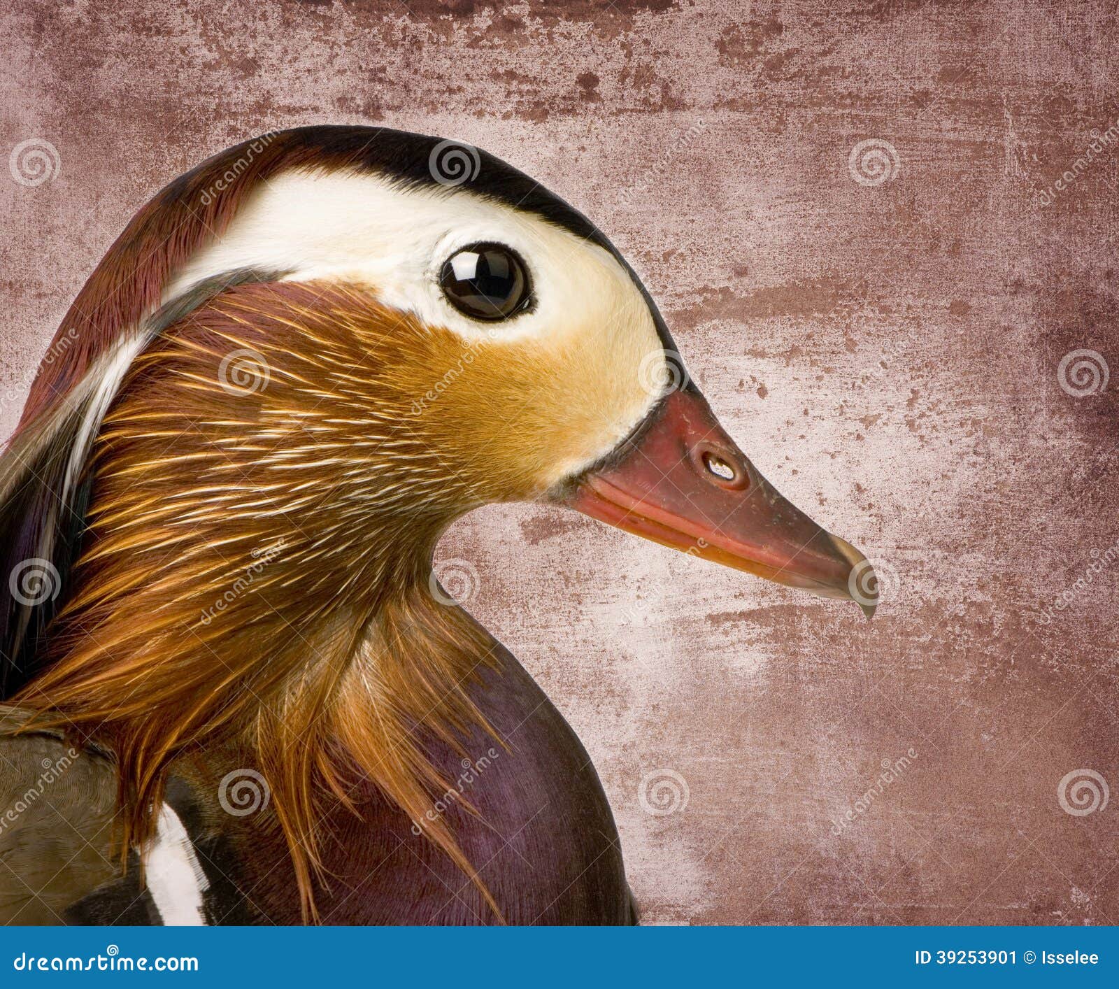 Mandarin Duck in Front of a Brown Stock Image - Image of farm, studio ...