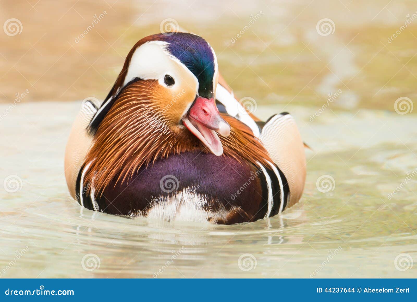Mandarin Duck II stock photo. Image of states, waterfowl - 44237644