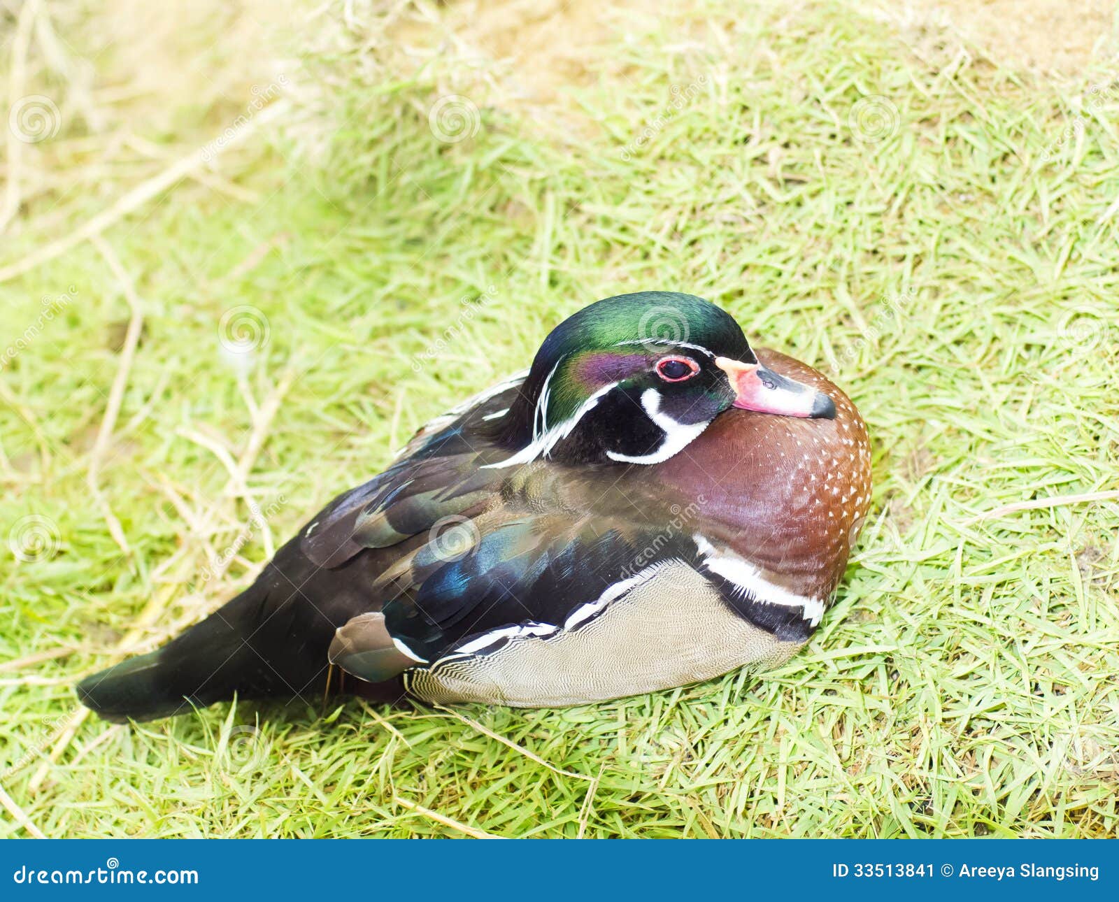 Mandarin duck lying stock image. Image of mallard, dabbling - 33513841