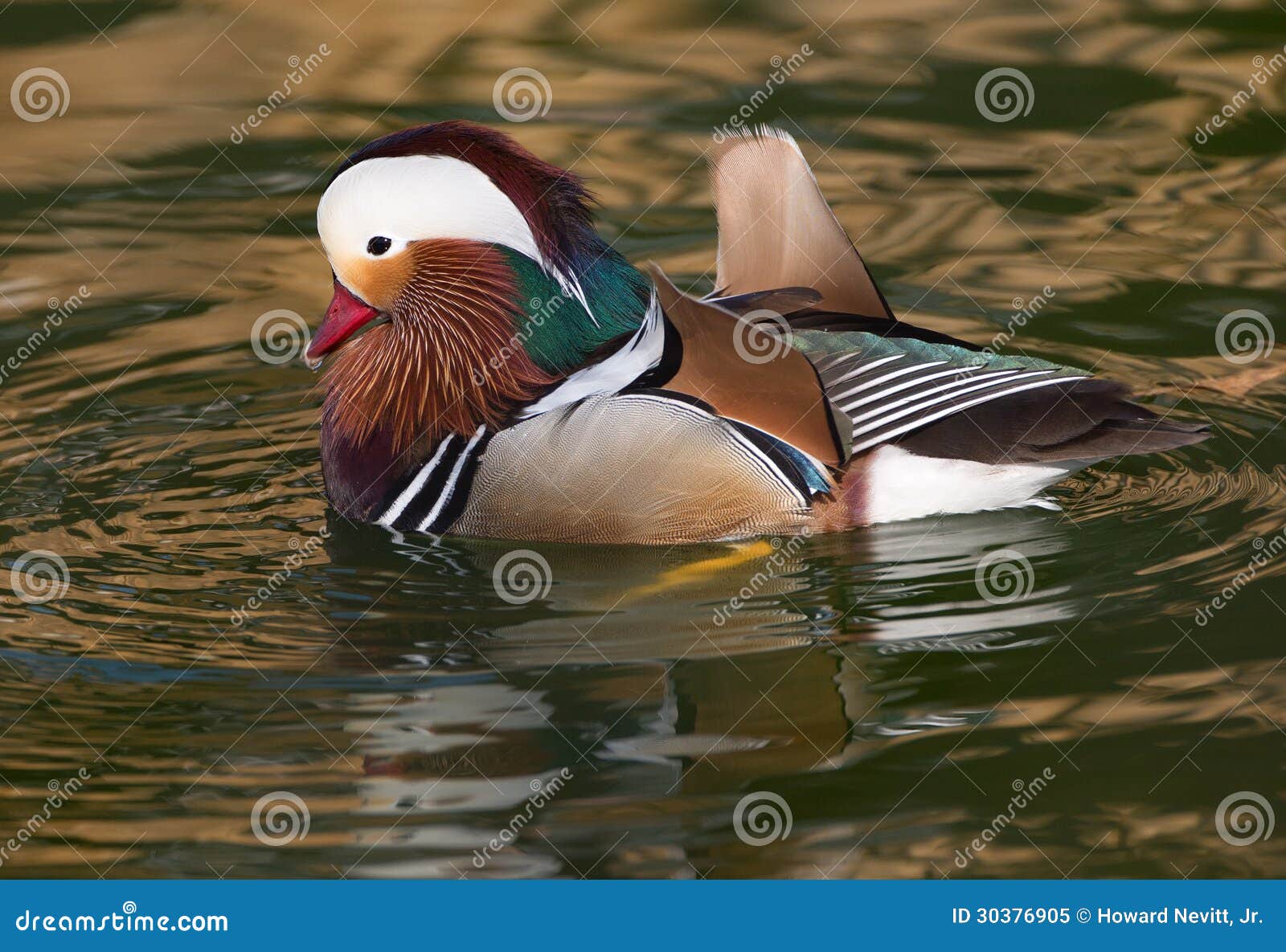 Mandarin Duck Male stock afbeelding. Image of watervogels - 30376905