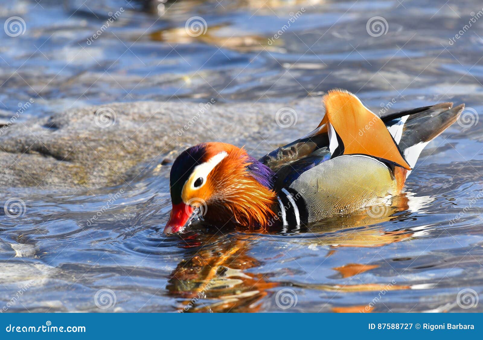 Mandarin duck male stock image. Image of lake, animal - 87588727