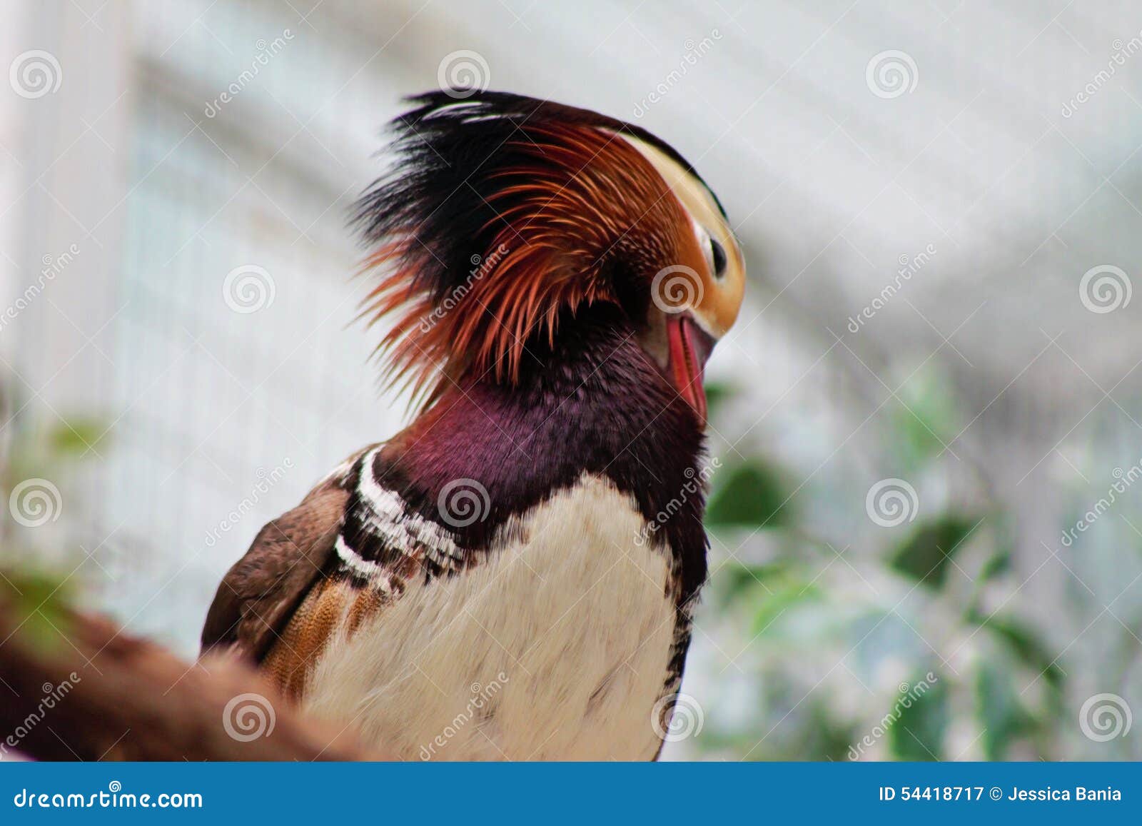 Mandarin Duck stock image. Image of perch, green, feather - 54418717