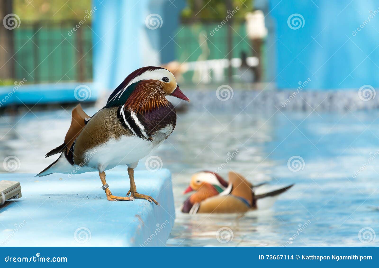 Mandarin duck stock photo. Image of beak, mandarin, head - 73667114