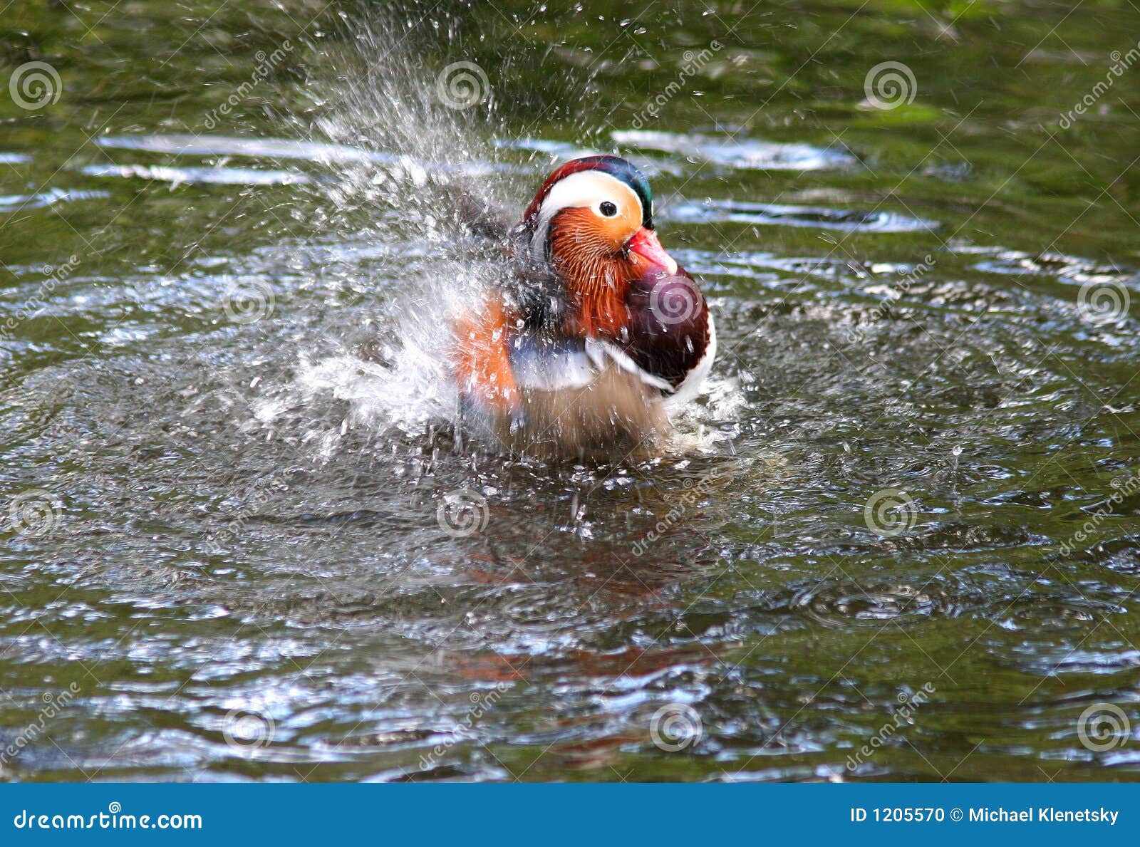 Mandarin Duck Splashing stock photo. Image of waddle, duckling - 1205570