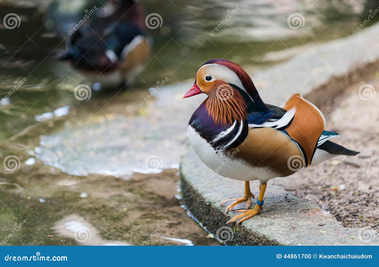 Mandarin Duck Stand Near Pond Stock Photo - Image of feather ...