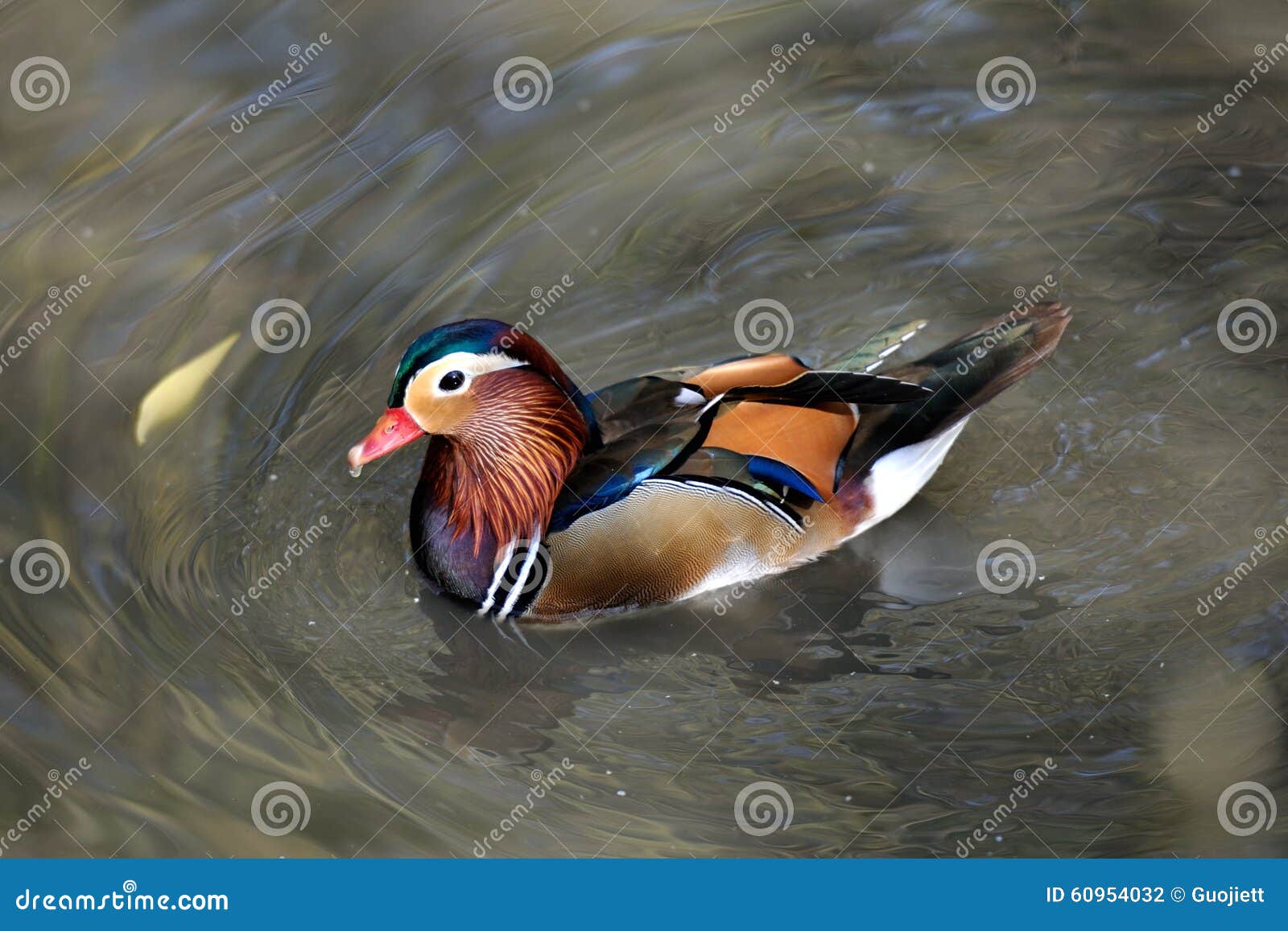 Mandarin duck stock photo. Image of wild, neck, dabbing - 60954032