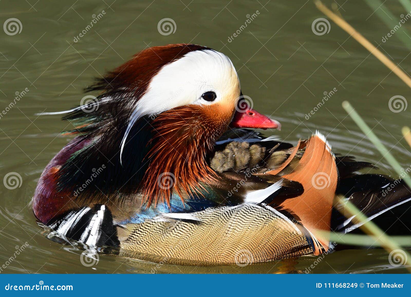 Mandarin duck in the water stock image. Image of portrait - 111668249