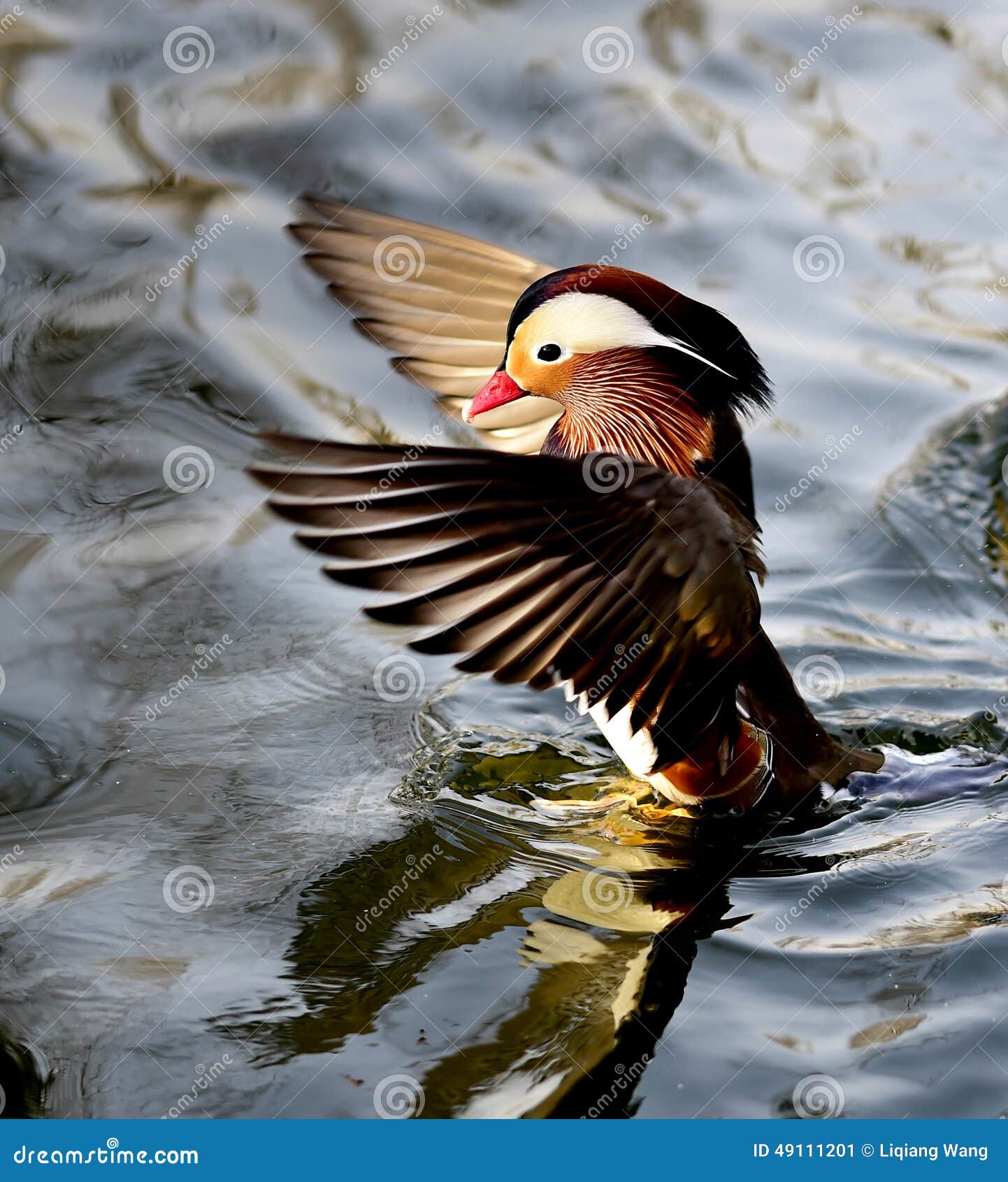 Mandarin Duckl stock image. Image of wild, wing, foraging - 49111201