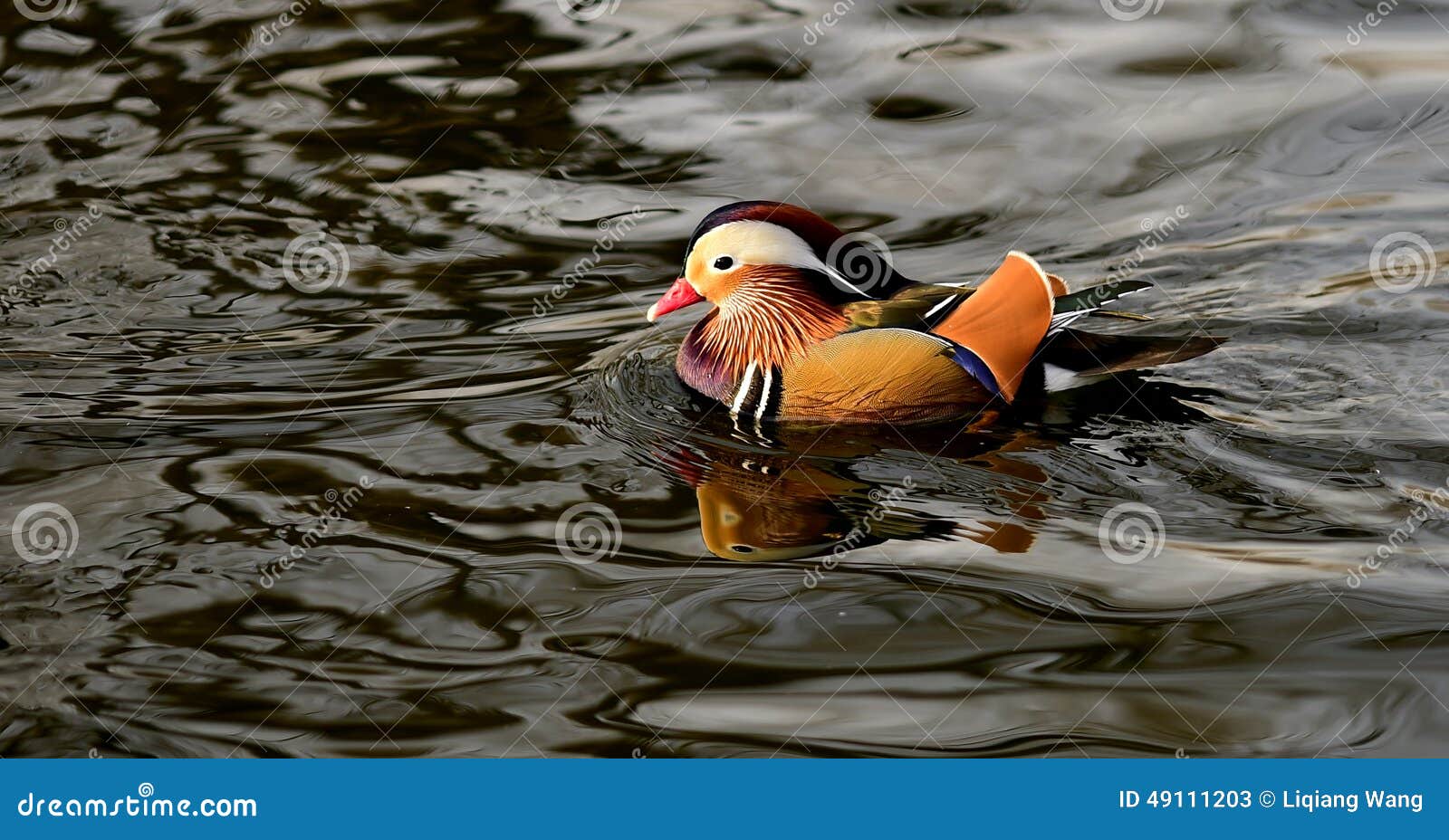 Mandarin Duckl stock image. Image of seaduck, mallard - 49111203