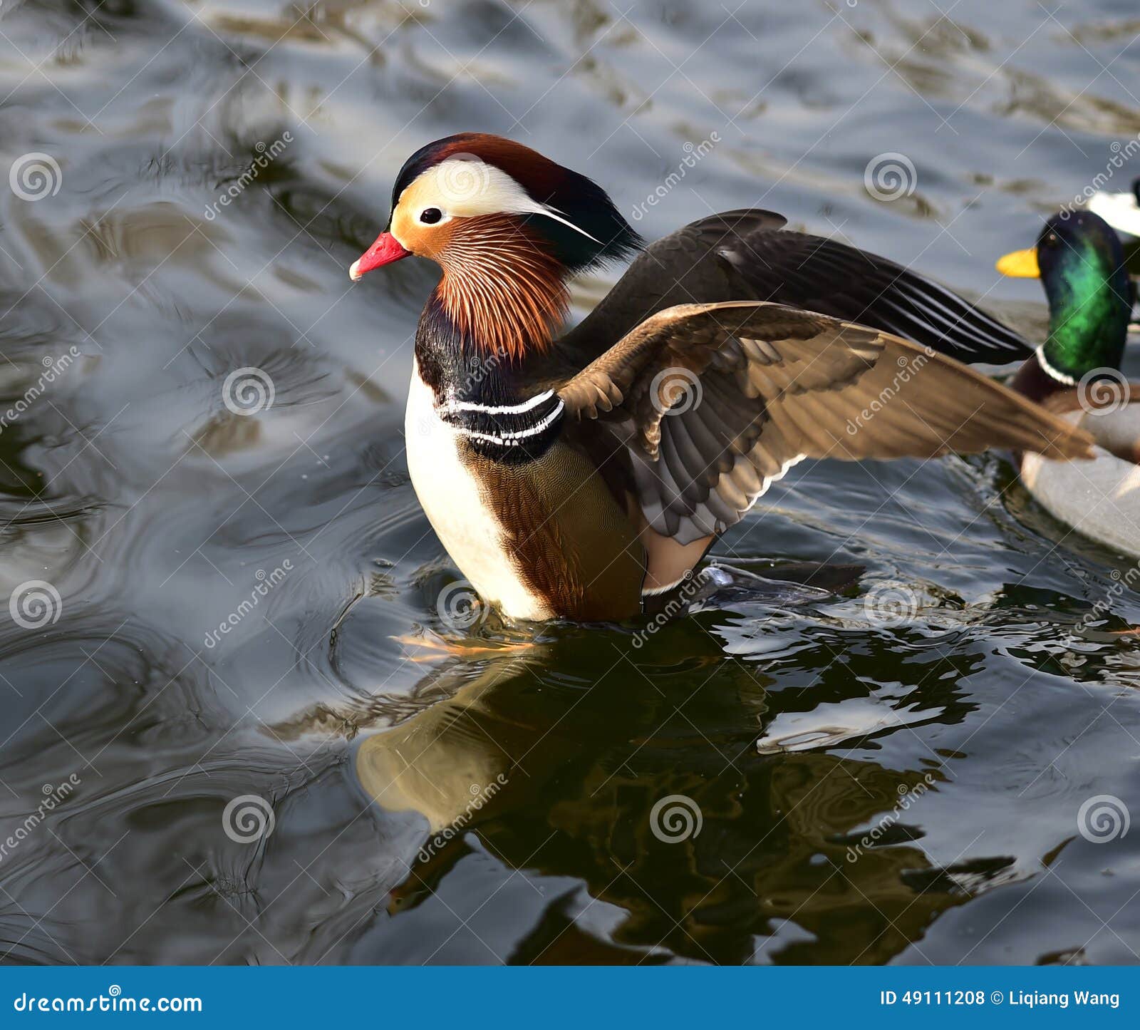Mandarin Duckl stock photo. Image of goose, fowl, seaduck - 49111208