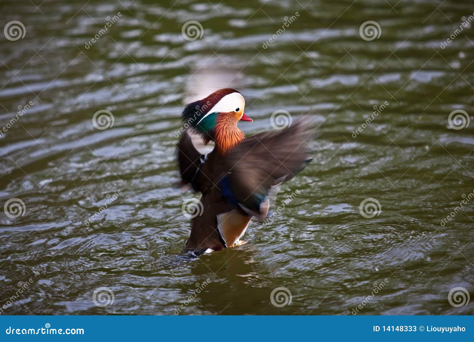 Mandarin eend stock afbeelding. Image of lente, water - 14148333